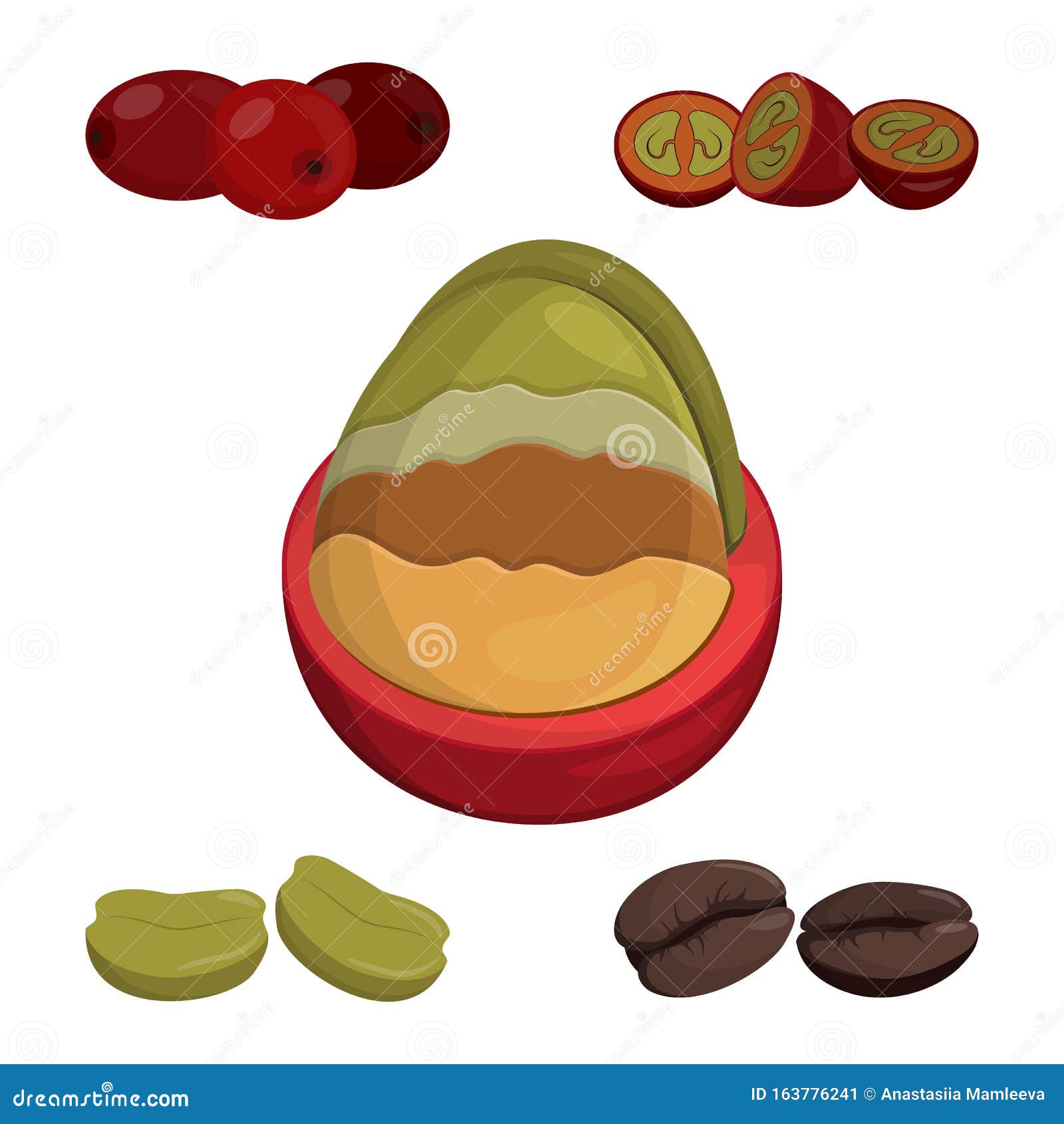 Structure of Coffee Berries. Coffee Beans at All Stages of Processing ...