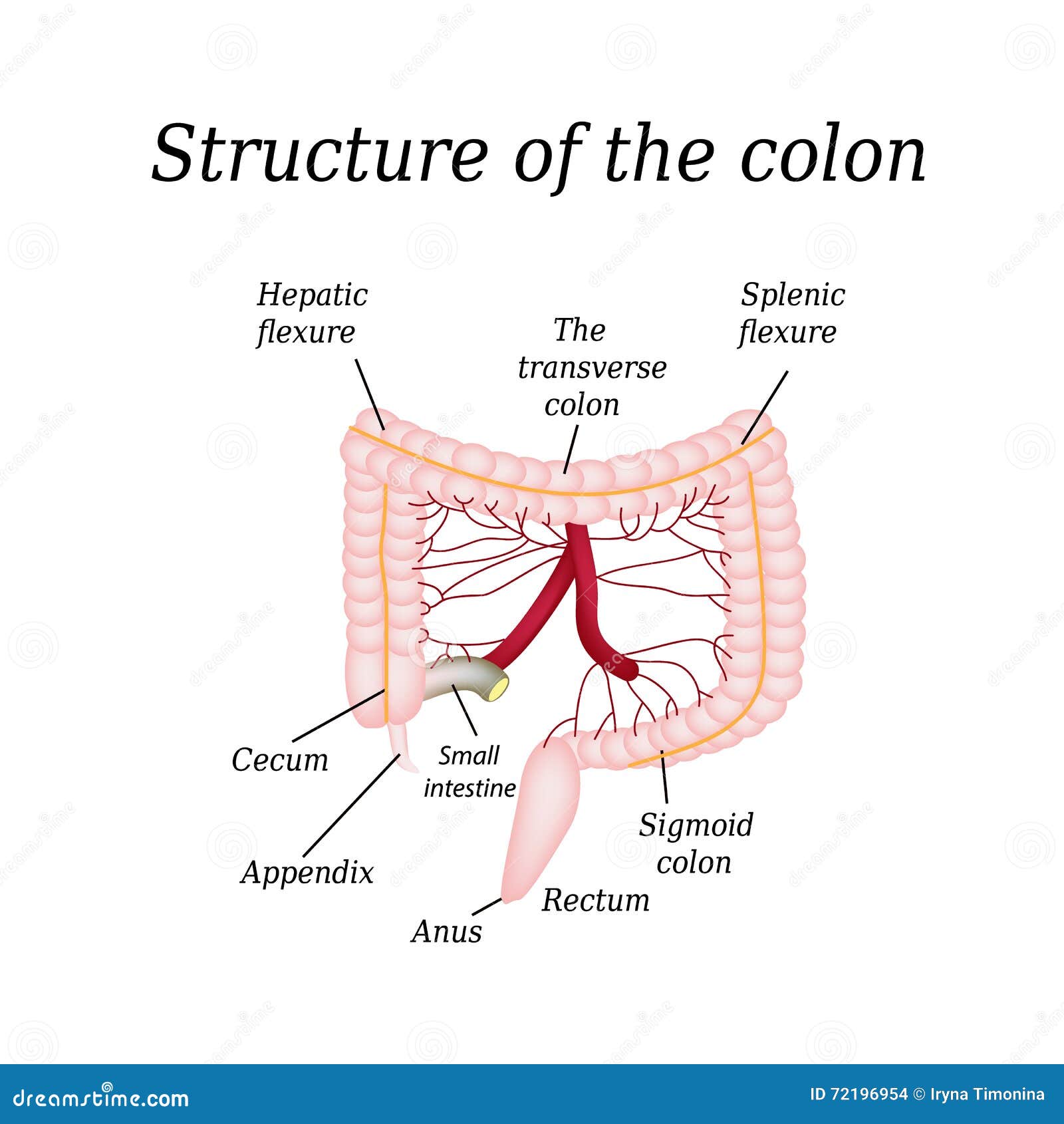 The Structure Of The Colon. Vienna Intestine. Infographics. Vector ...