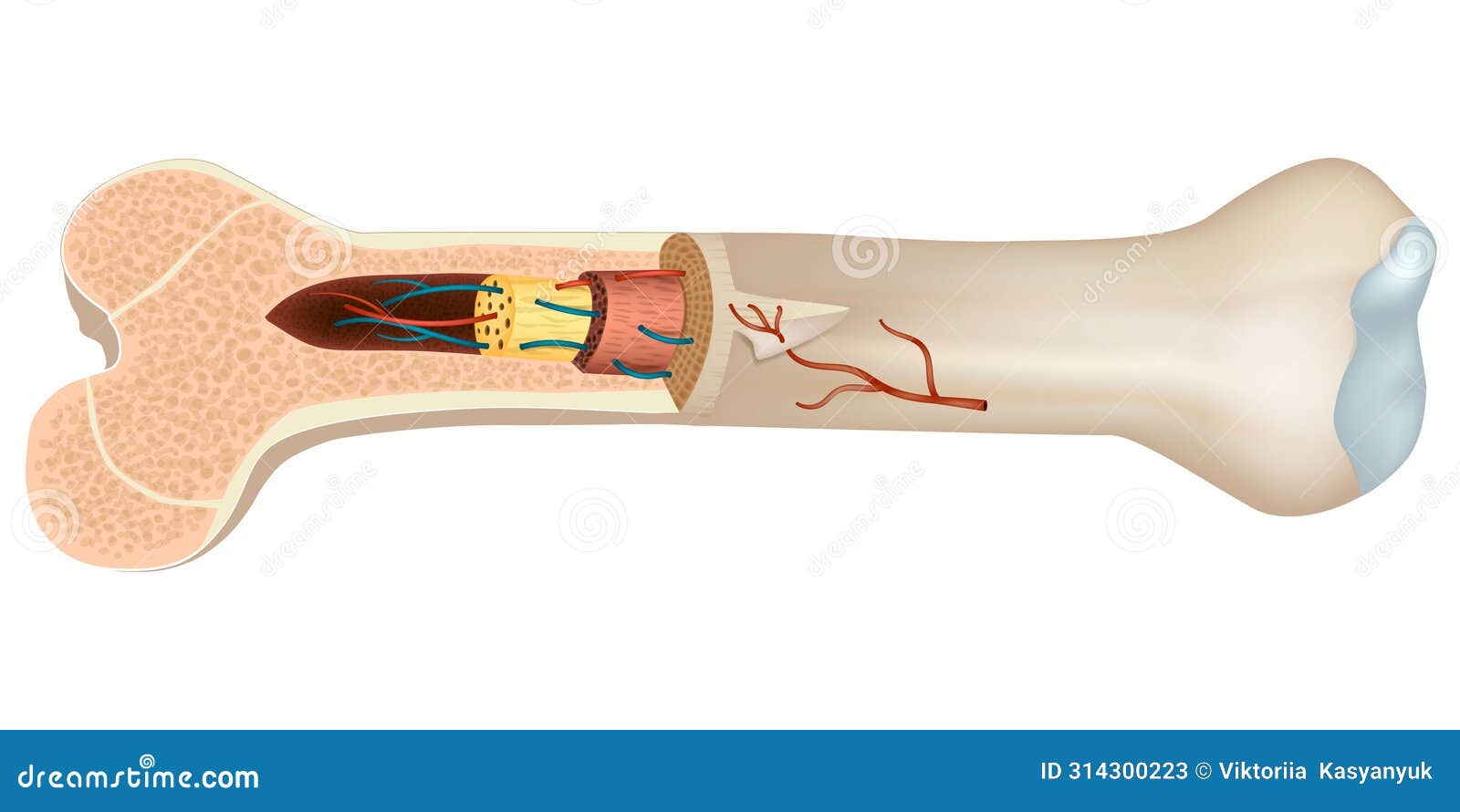 Structure And Components Of Long Bone. Royalty-Free Stock Photo ... Structure And Components Of Long Bone. Royalty-Free Stock Photo ...