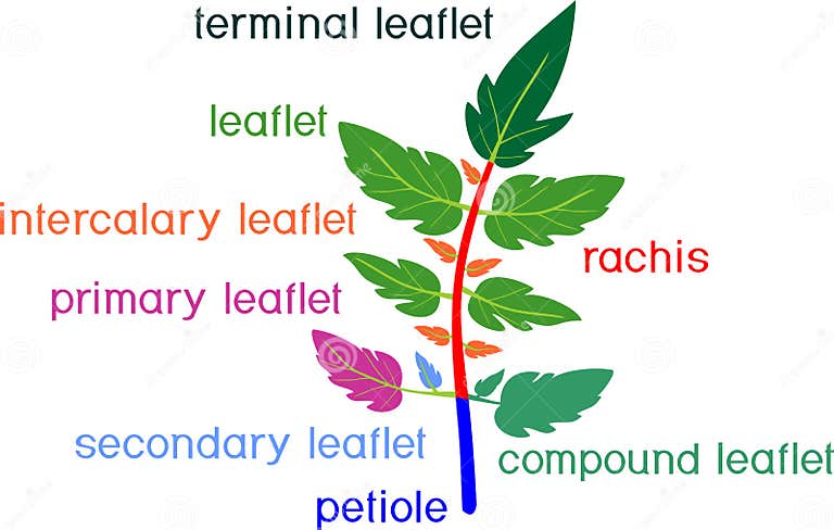 Structure of Compound Leaf of Tomato Plant Isolated on White Stock ...