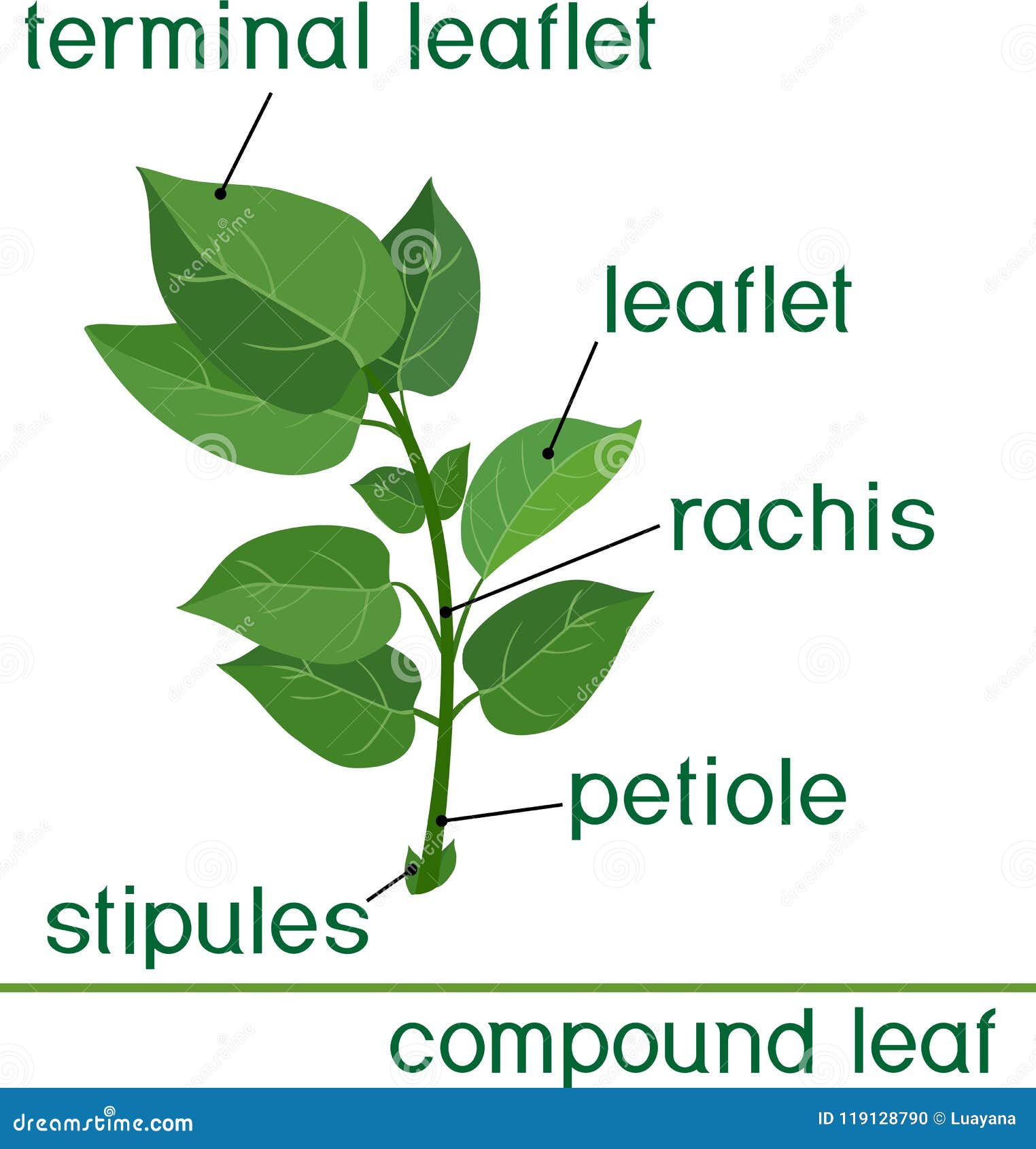 Structure of Compound Plant Leaf Stock Vector - Illustration of ... Structure of Compound Plant Leaf Stock Vector - Illustration of ...