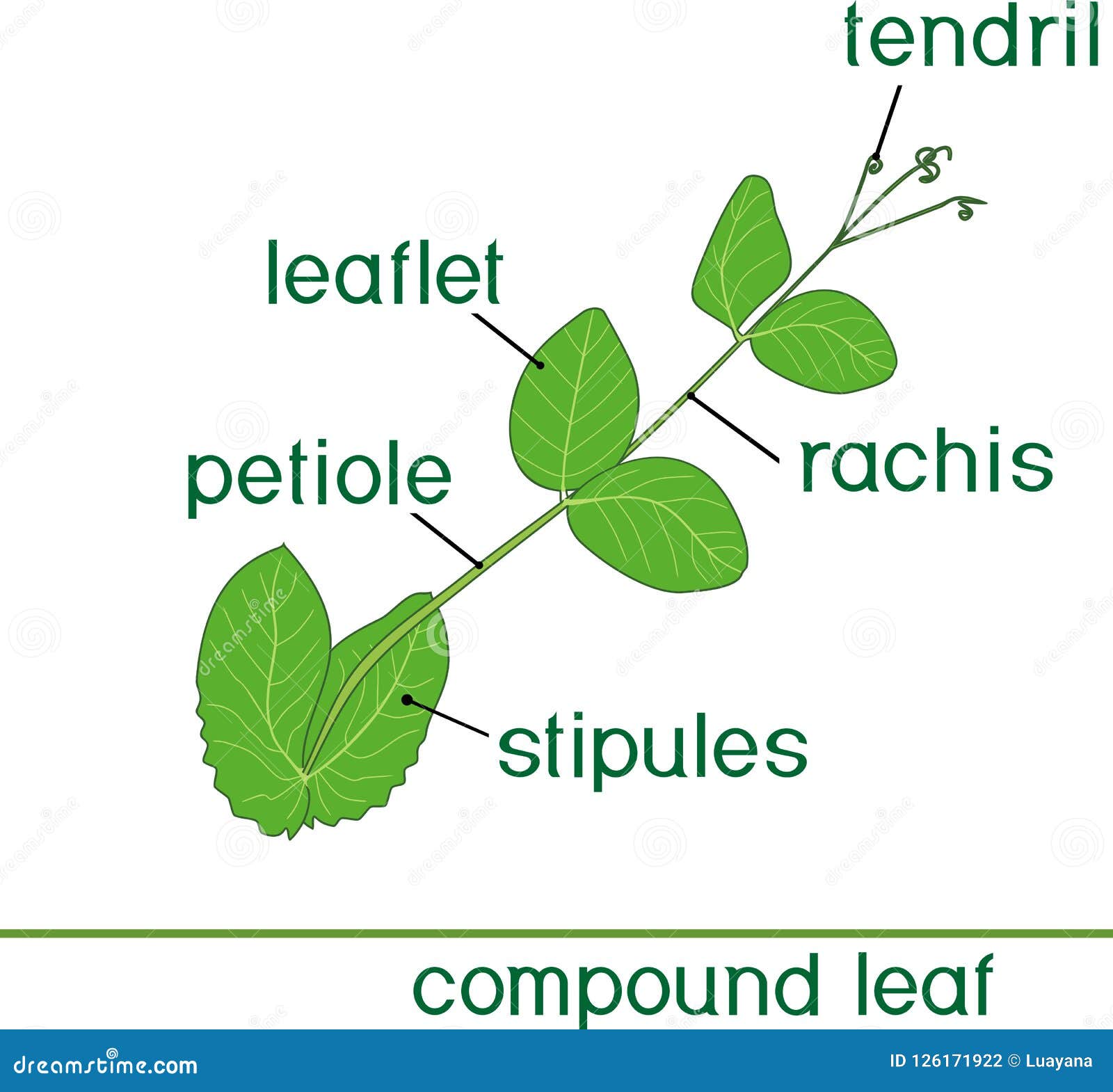Structure of Compound Plant Leaf with Title. Green Leaf of Pea Stock ...