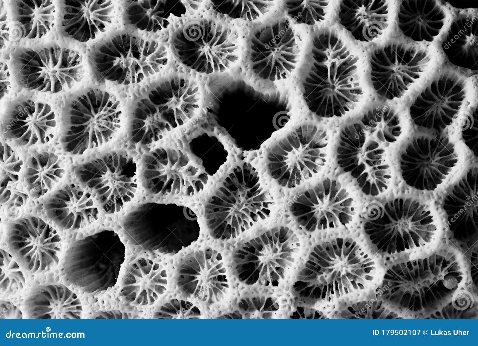 Structure Corail Blanc Mort Texture Corail Macro Photo Closeup Bw Image ...