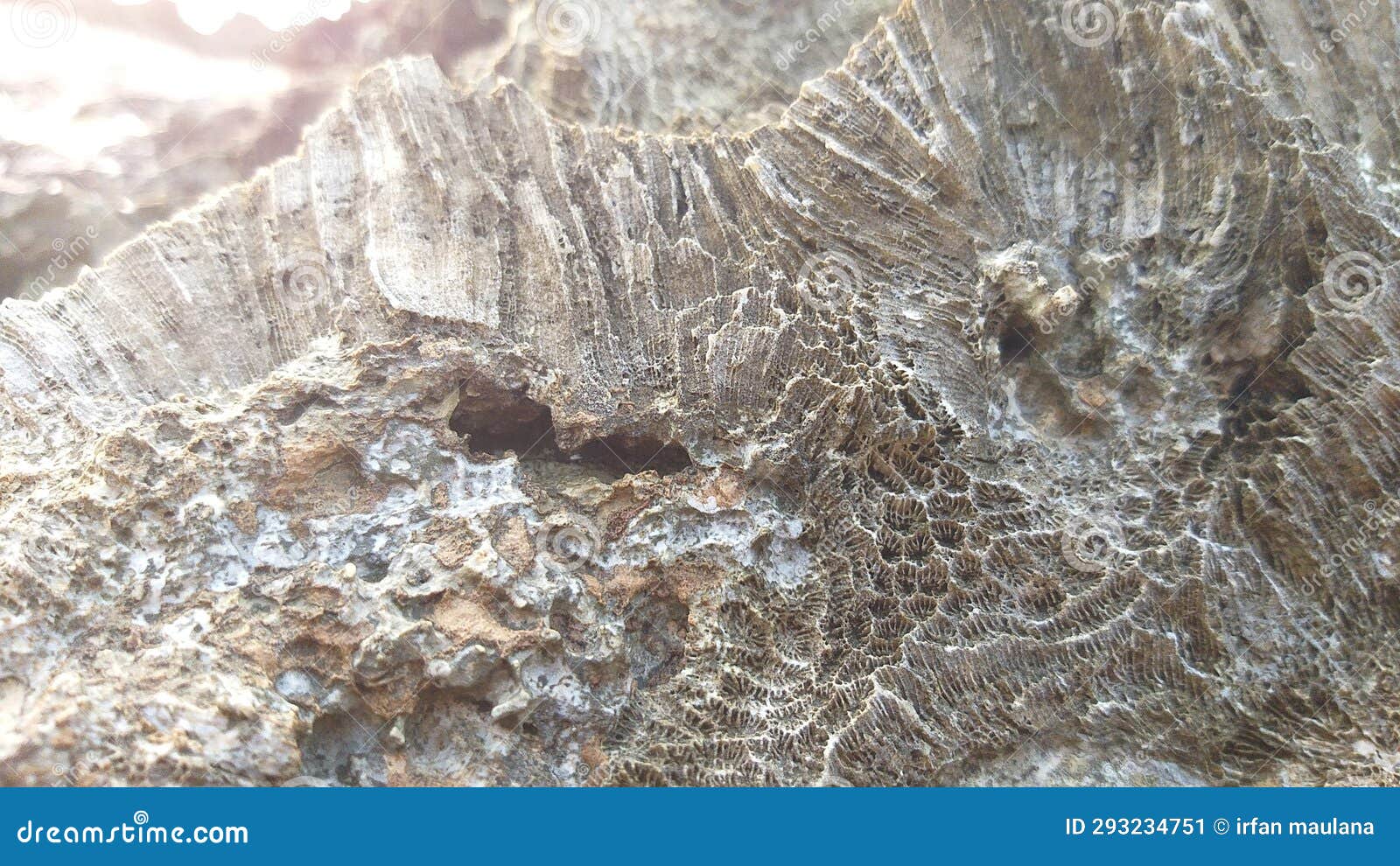 The Structure of Coral Rock Stock Image - Image of geology, animal ...