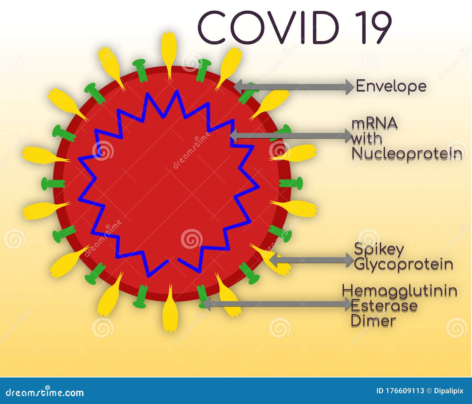 Structure of COVID 19 Novel Coronavirus, SARS COVID 2 Stock ...