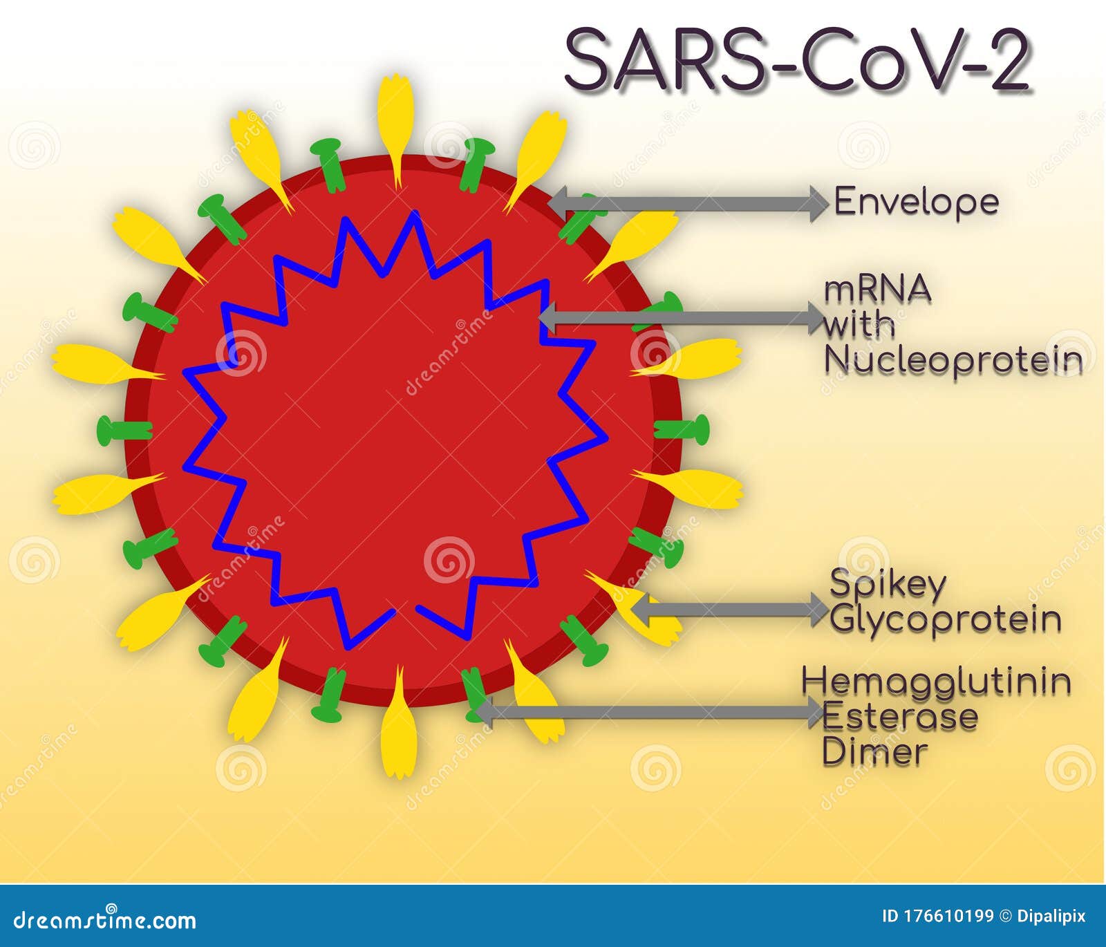 SARS-CoV-2 Structure, Anatomy Of Virus Vector Illustration ...