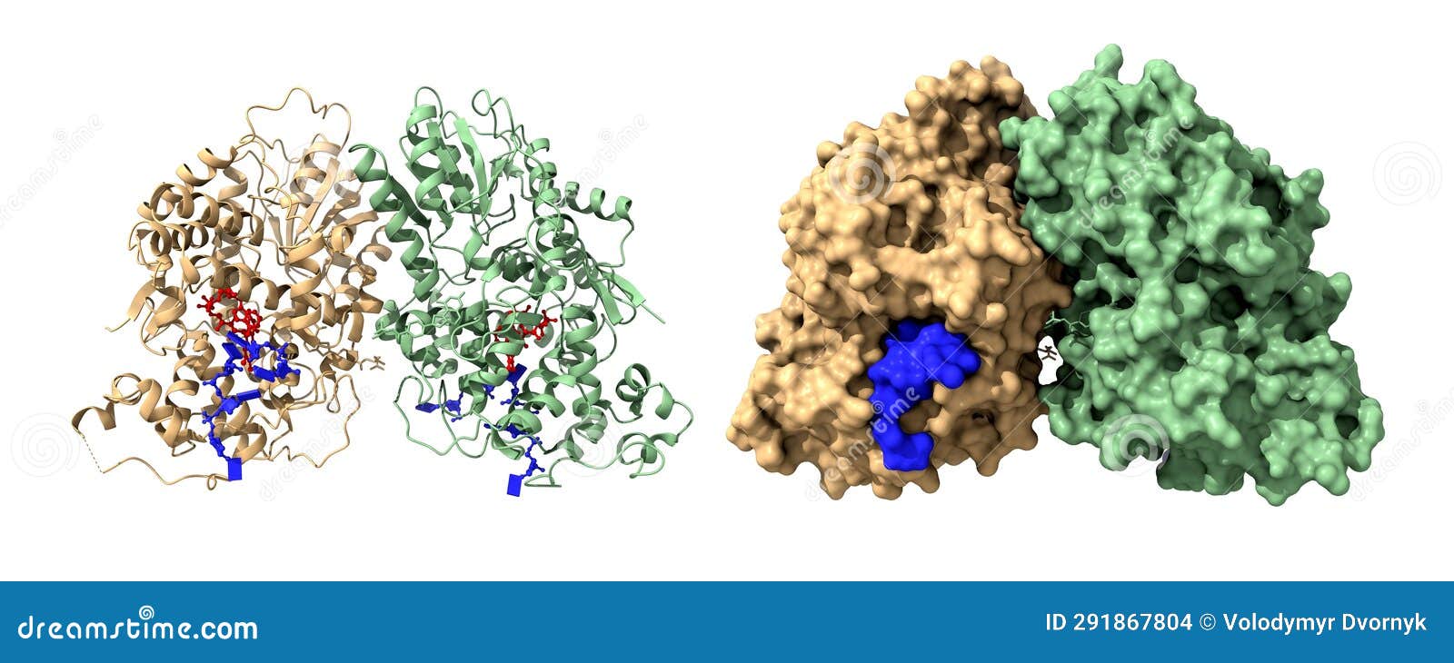Flavin Adenine Dinucleotide FAD Redox Coenzyme Molecule. Skeletal ...
