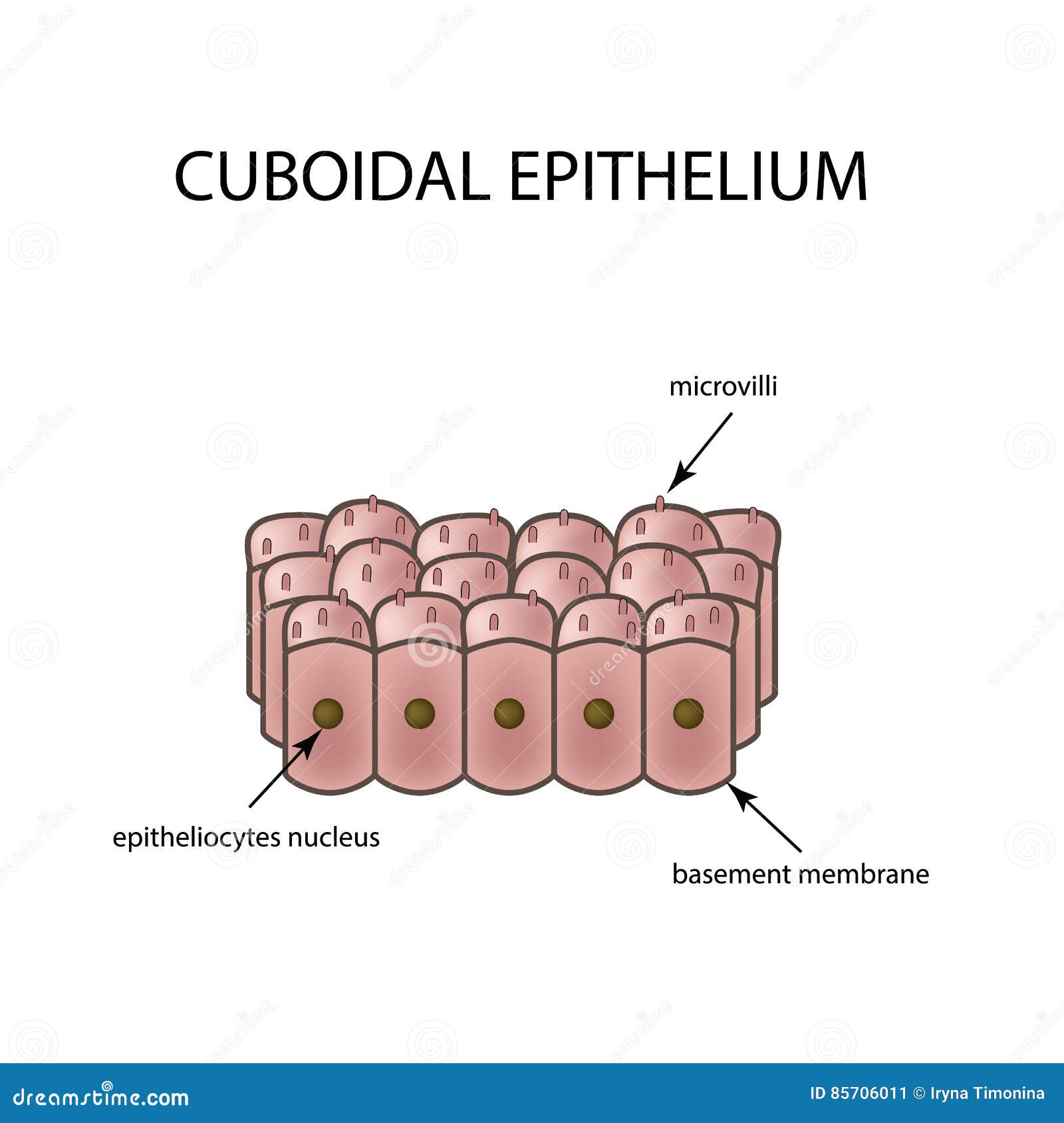 Cuboidal Epithelial Tissue