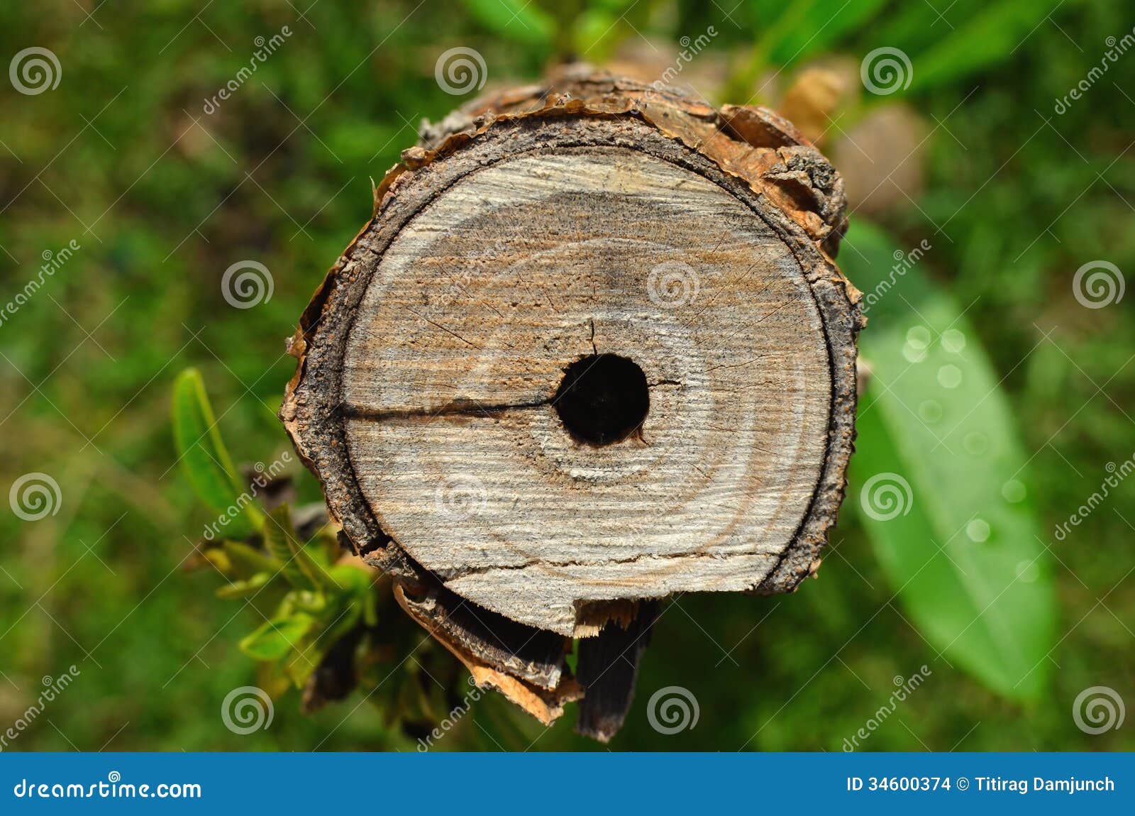 Structure of the cut tree stock photo. Image of cutting - 34600374