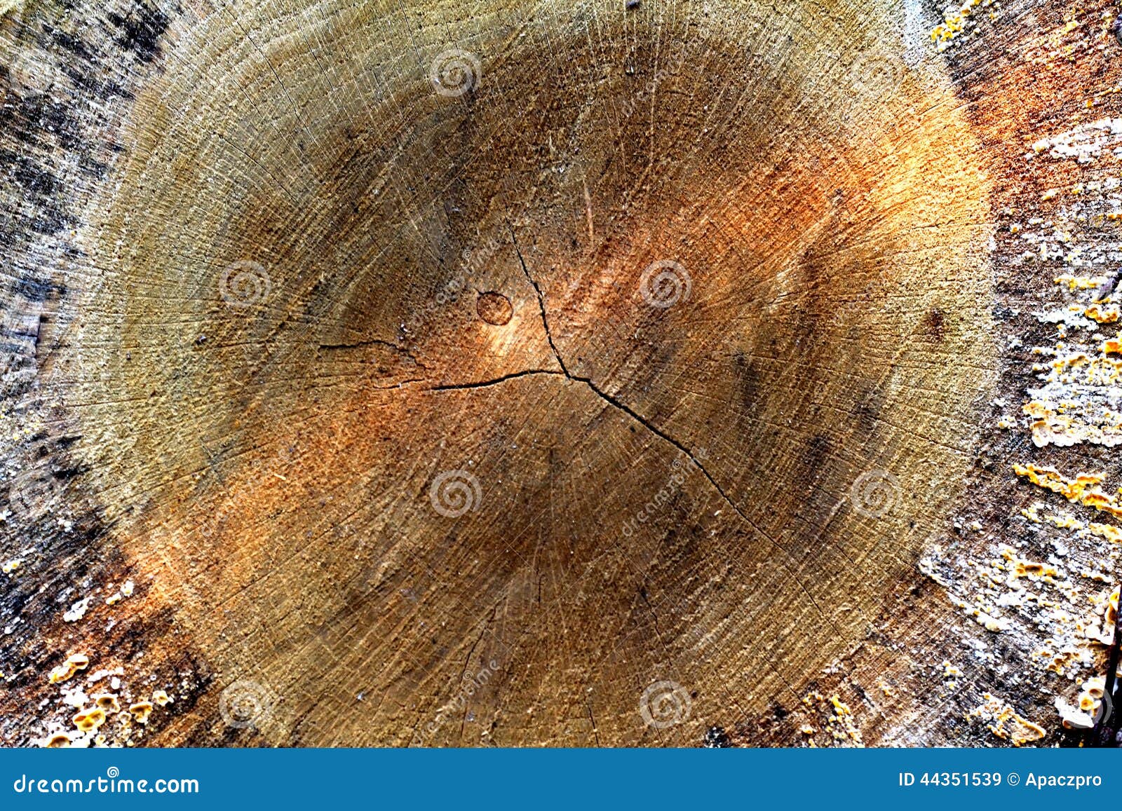 Structure cutted tree. stock image. Image of crack, nature - 44351539
