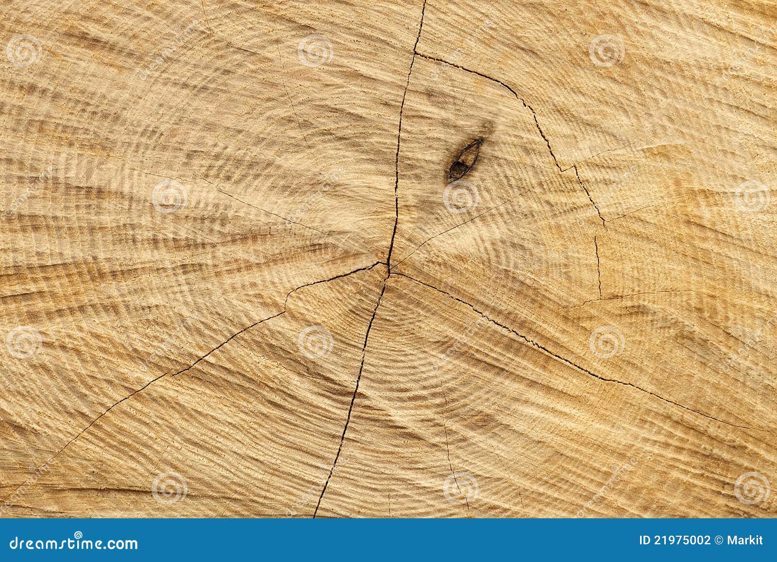 Structure of cutting log stock photo. Image of logs, material - 21975002
