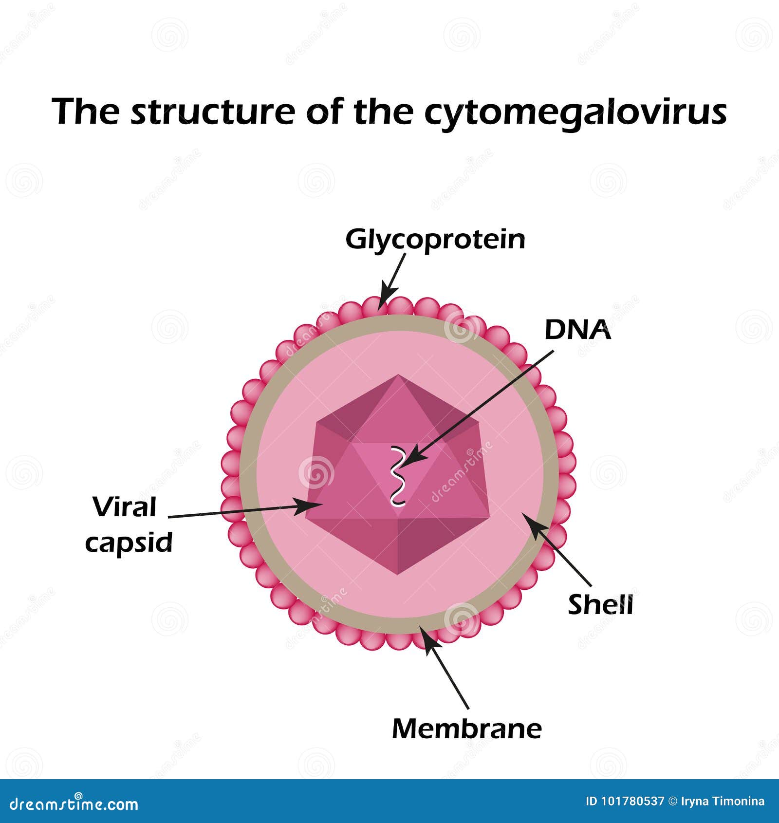 The Structure of the Cytomegalovirus. Infographics. Vector Illustration ...