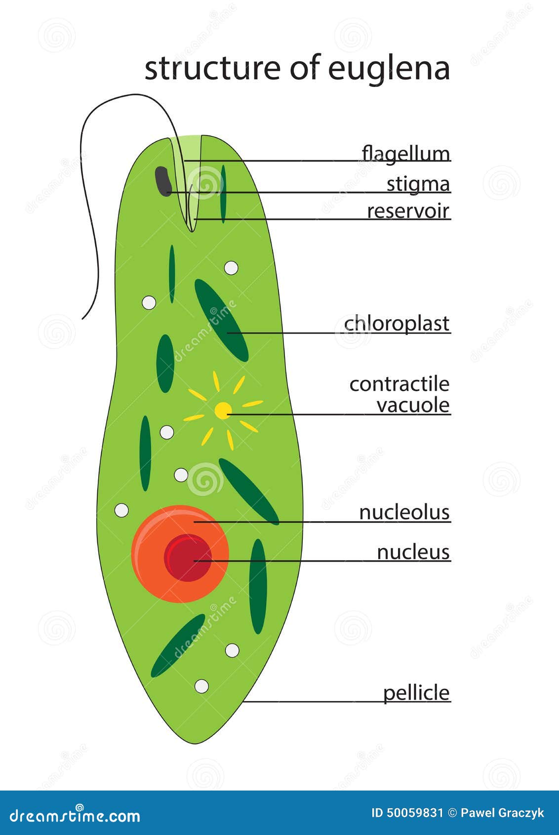 Structure D'euglène De Vecteur Illustration de Vecteur - Image: 50059831