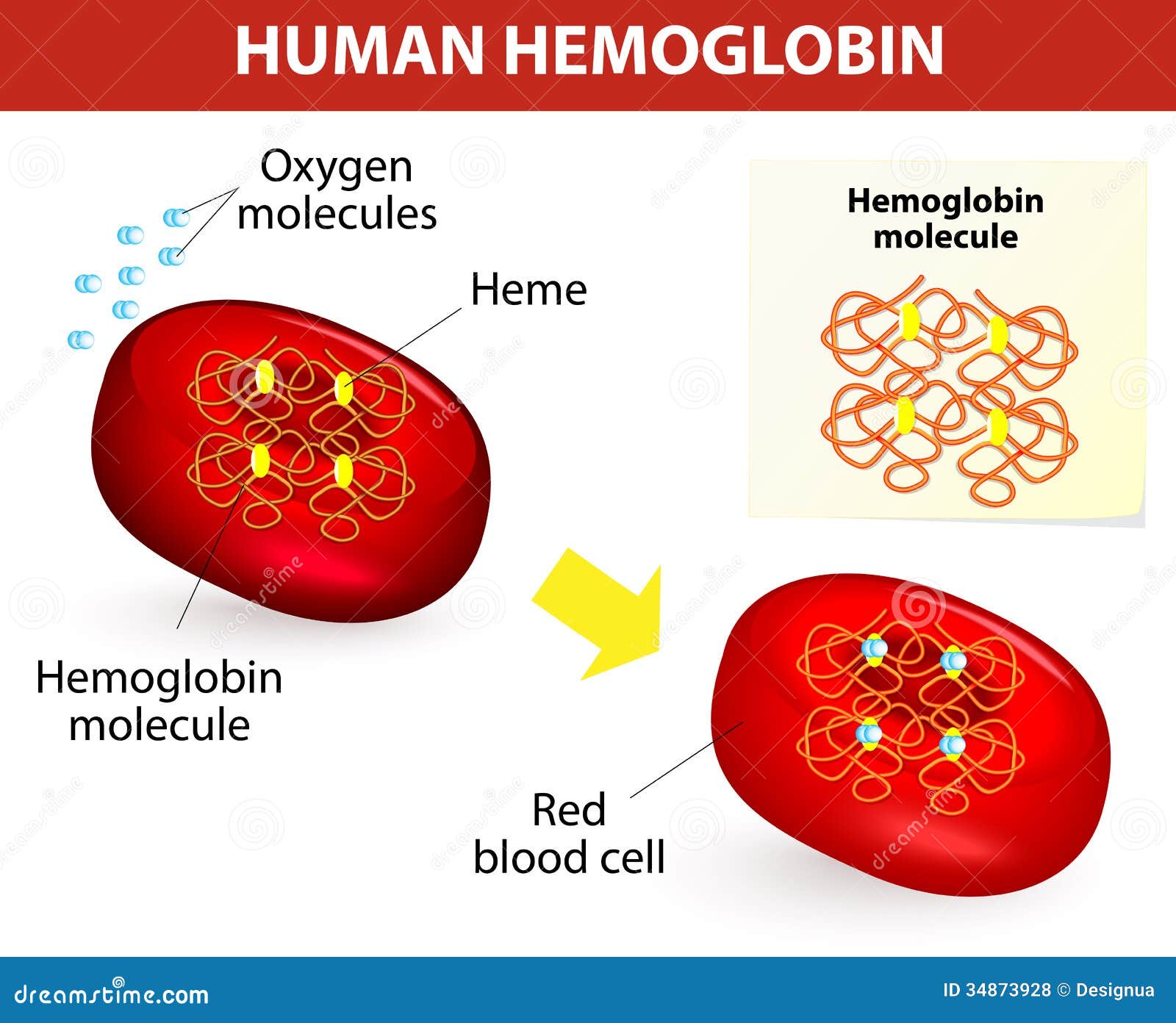 Structure D'hémoglobine Humaine Illustration de Vecteur - Illustration ...