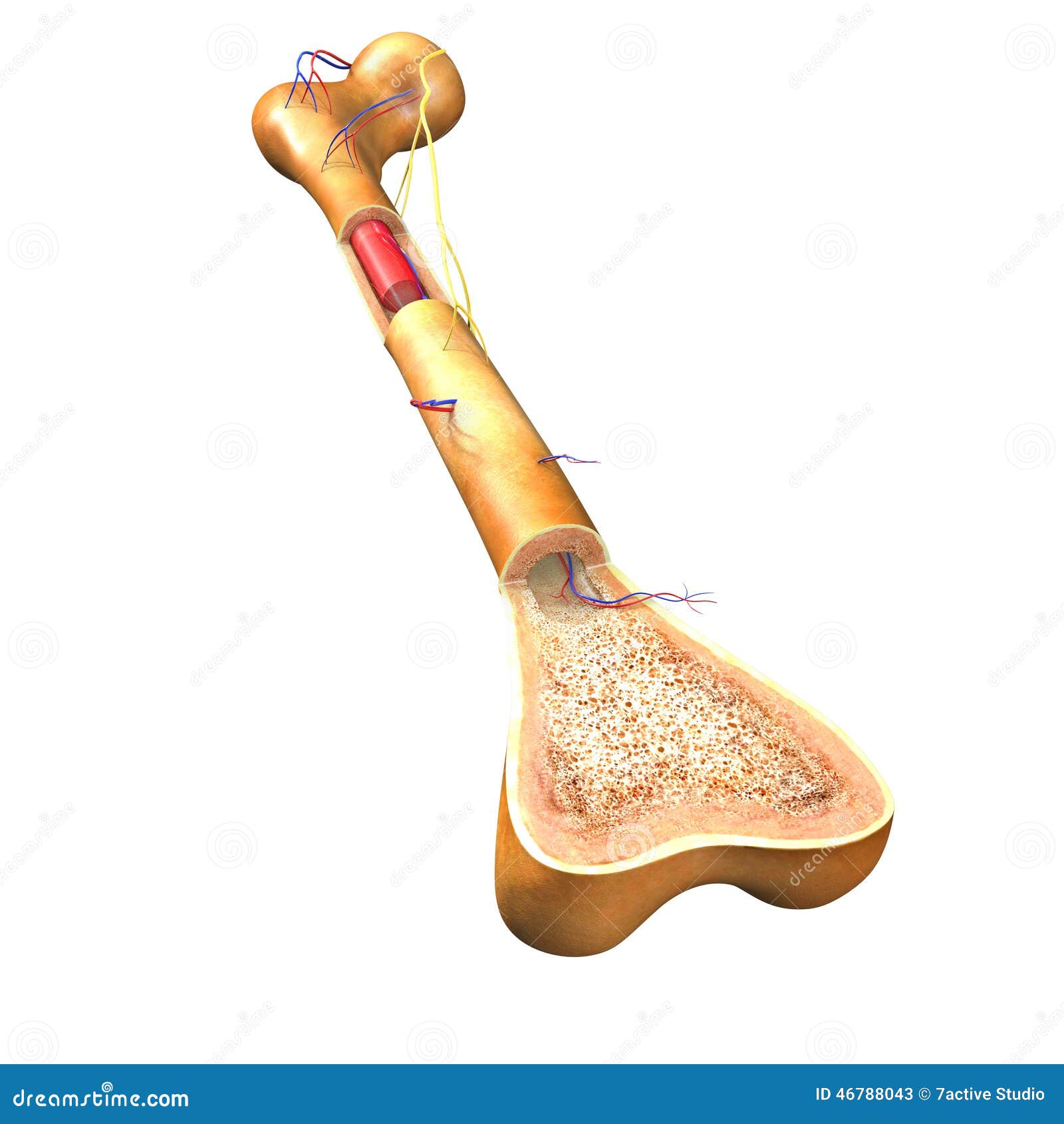 Structure d'os illustration stock. Illustration du humain - 46788043