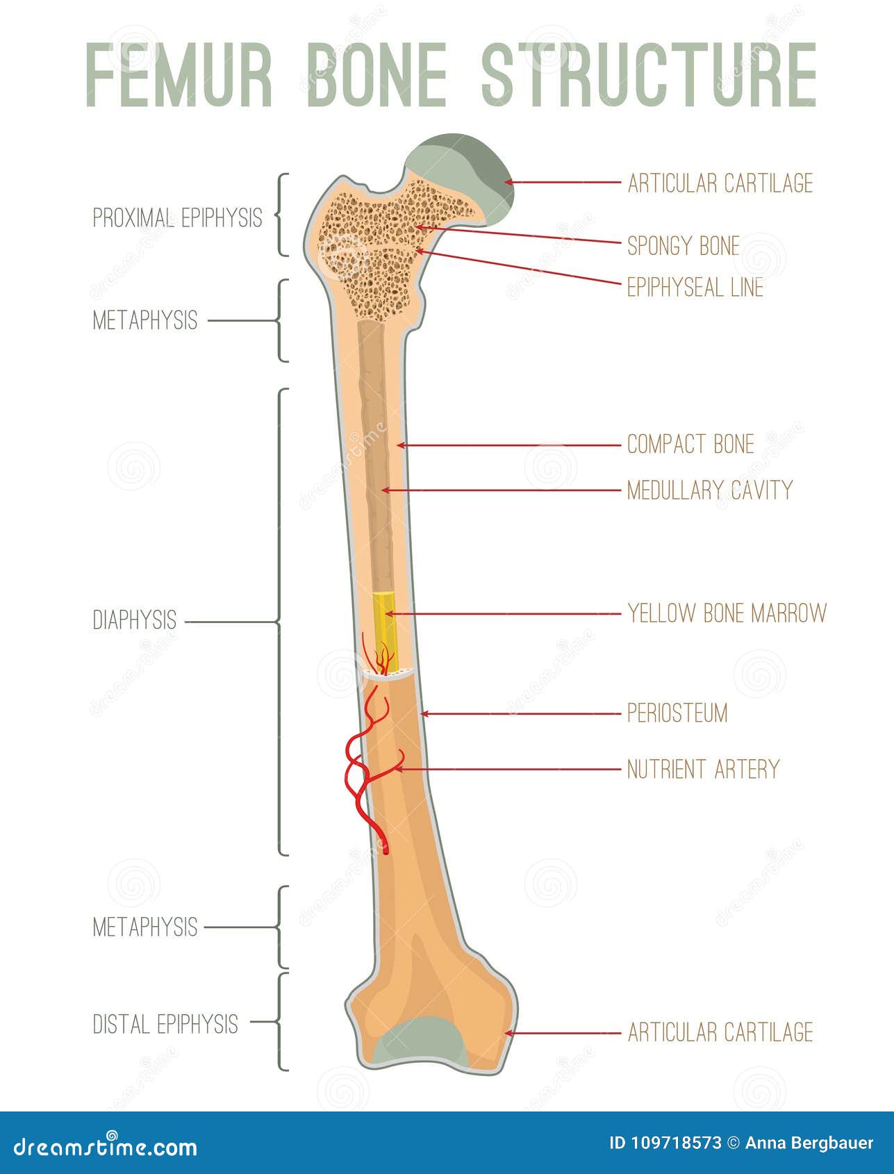 Structure d'os de fémur illustration de vecteur. Illustration du ...