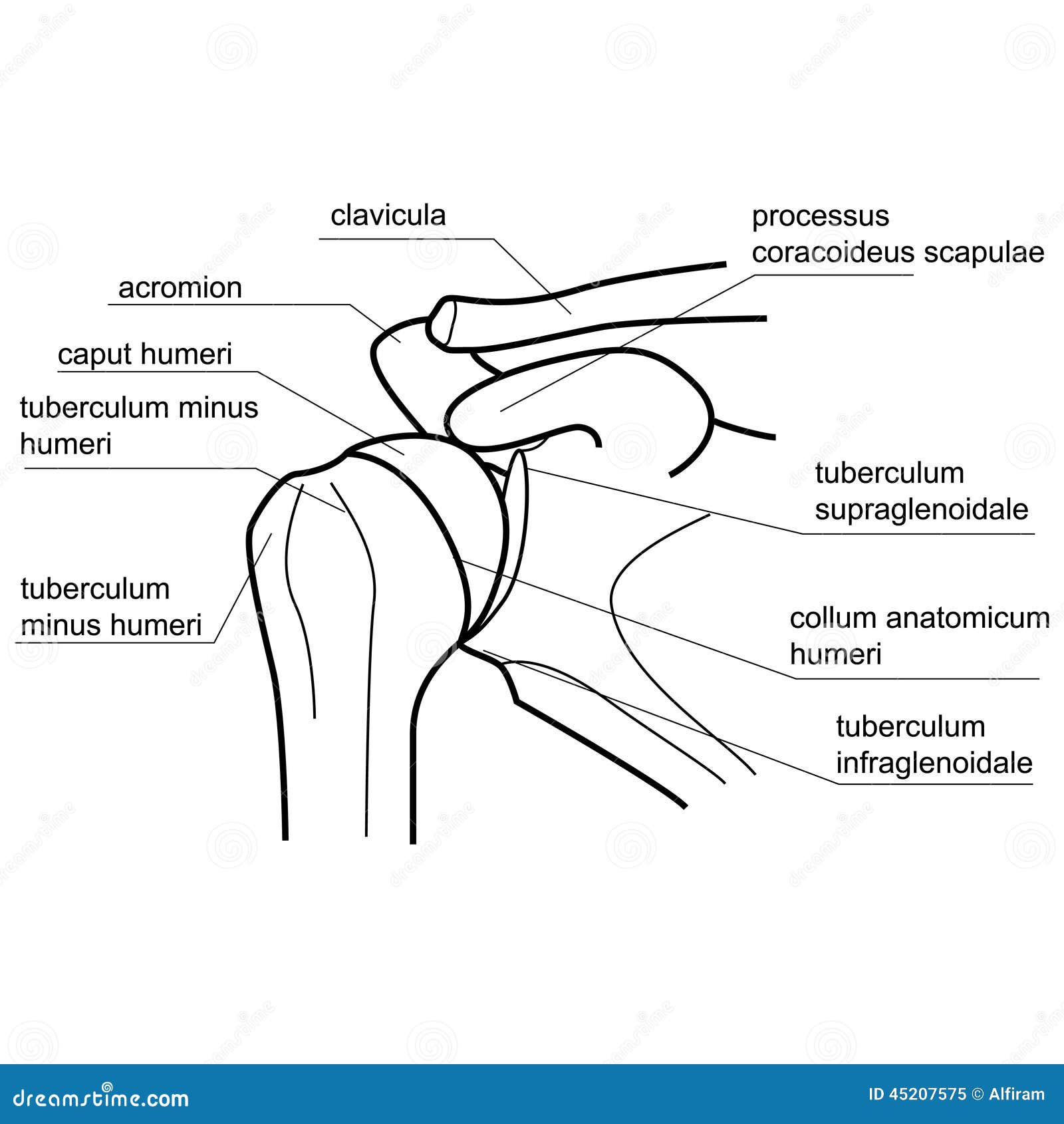 Structure D'os De L'articulation De L'épaule Illustration de Vecteur ...