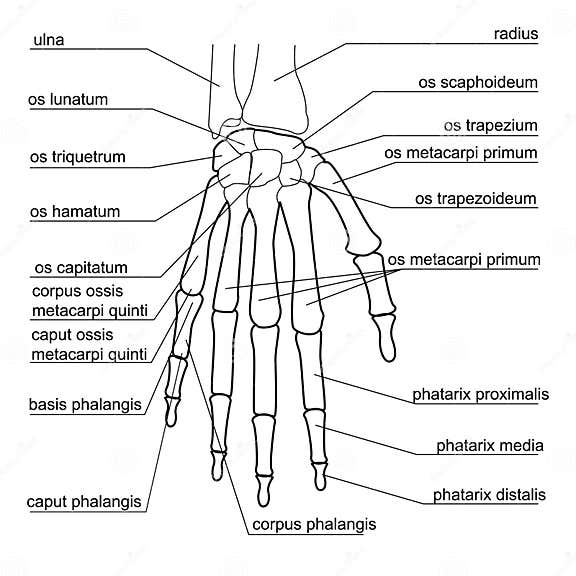 Structure D'os De La Main Humaine Illustration de Vecteur ...