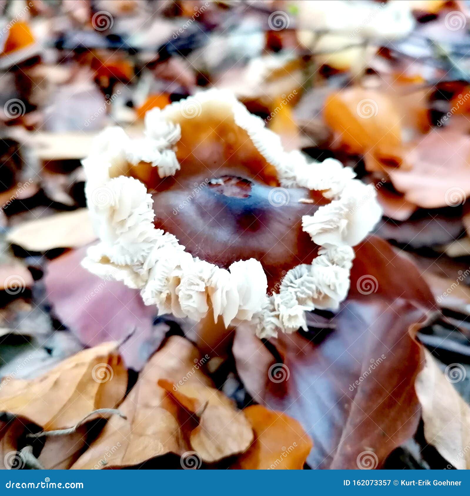 Structure d'un champignon image stock. Image du champignon - 162073357