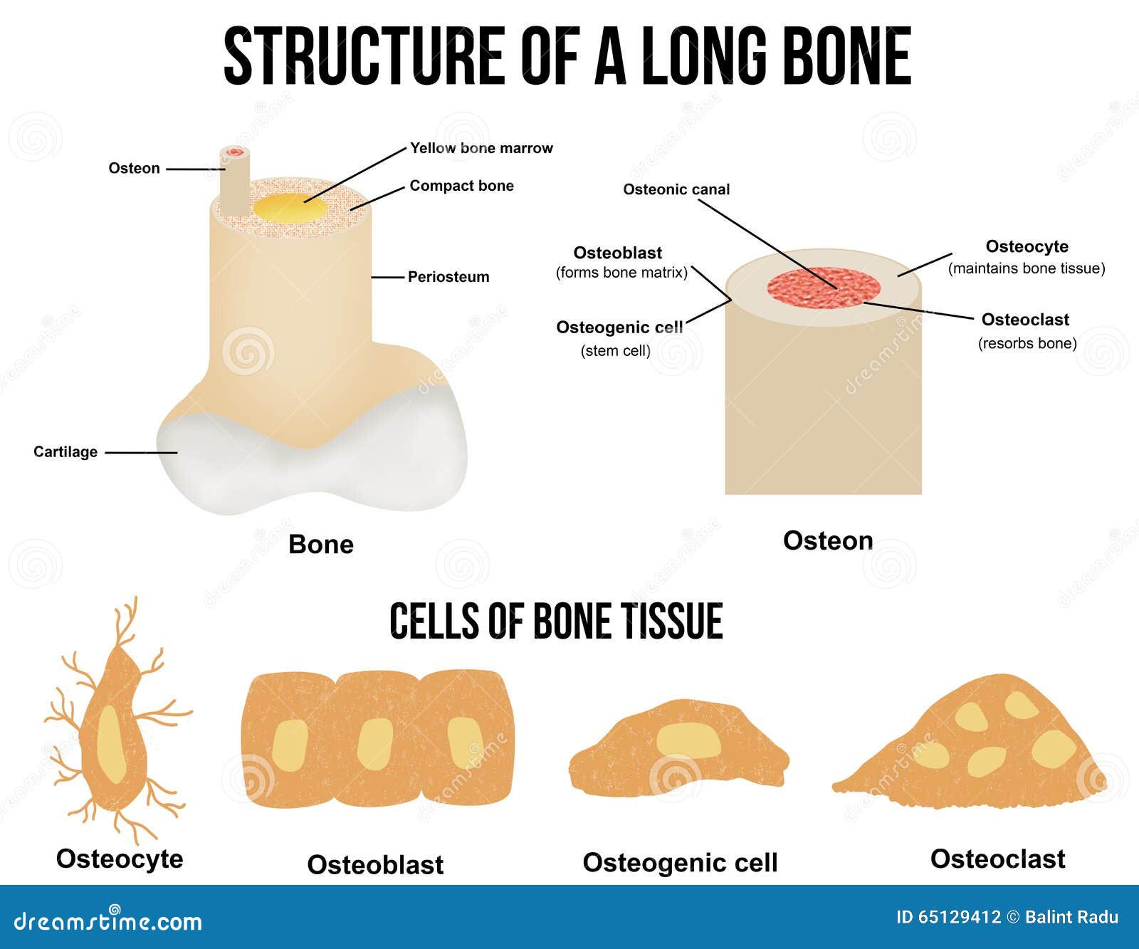 Structure d'un long os illustration de vecteur. Illustration du ...