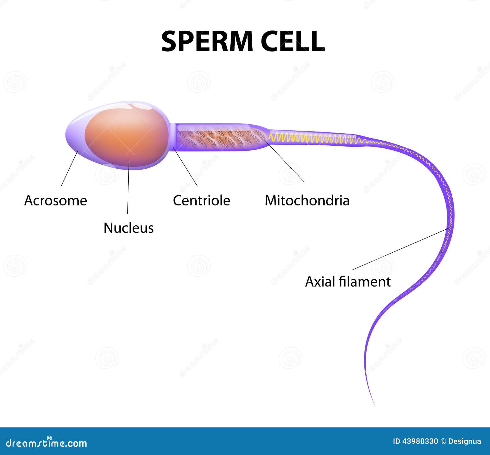 Structure D'un Spermatozoïde Illustration de Vecteur - Illustration du flagellum, fertilisez ...