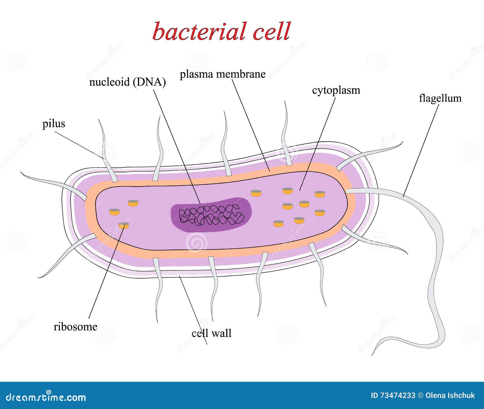 Structure D'une Cellule Bactérienne Illustration Stock - Illustration ...