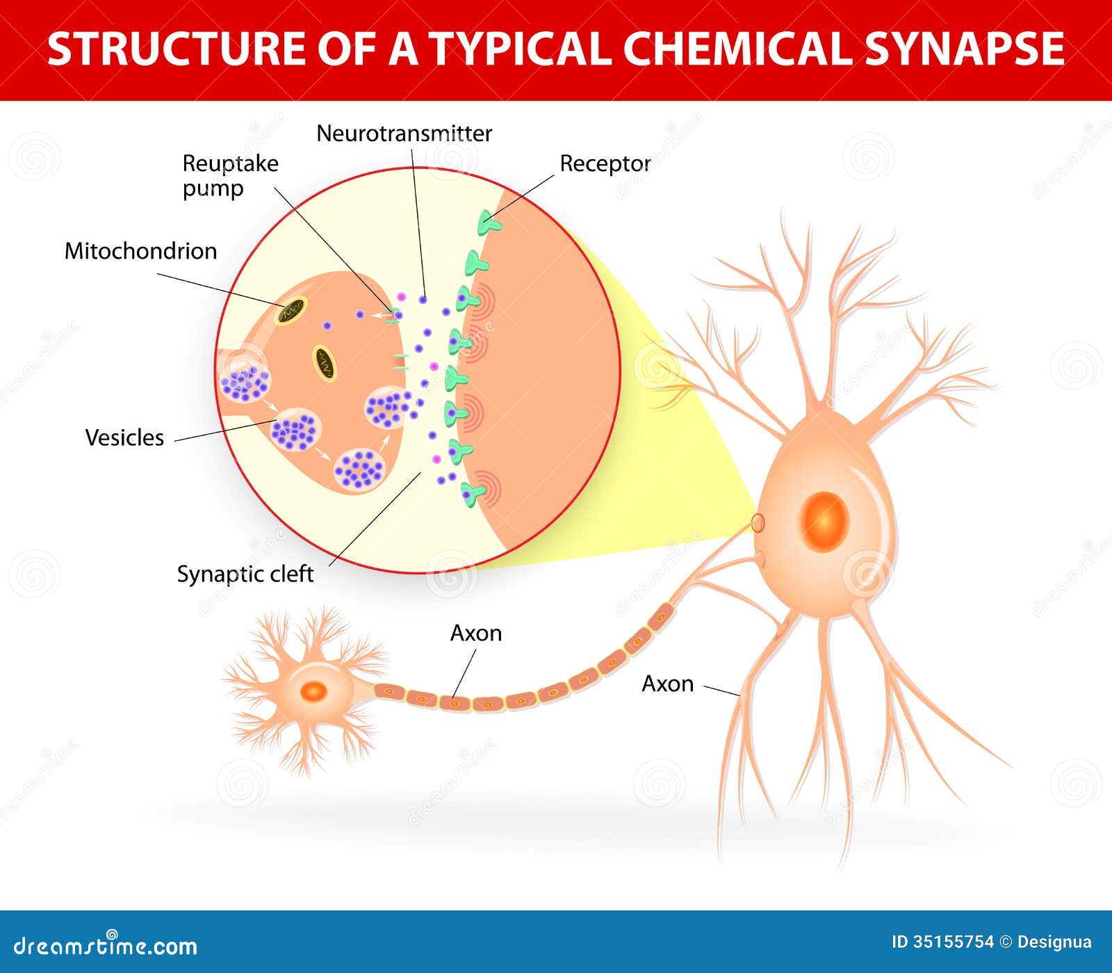 Structure D'une Synapse Chimique Typique Illustration de Vecteur - Illustration du sain ...