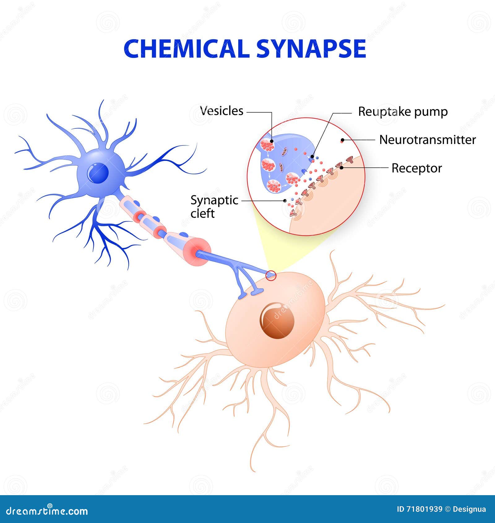 Structure D'une Synapse Chimique Typique Releas De Neurotransmetteur ...