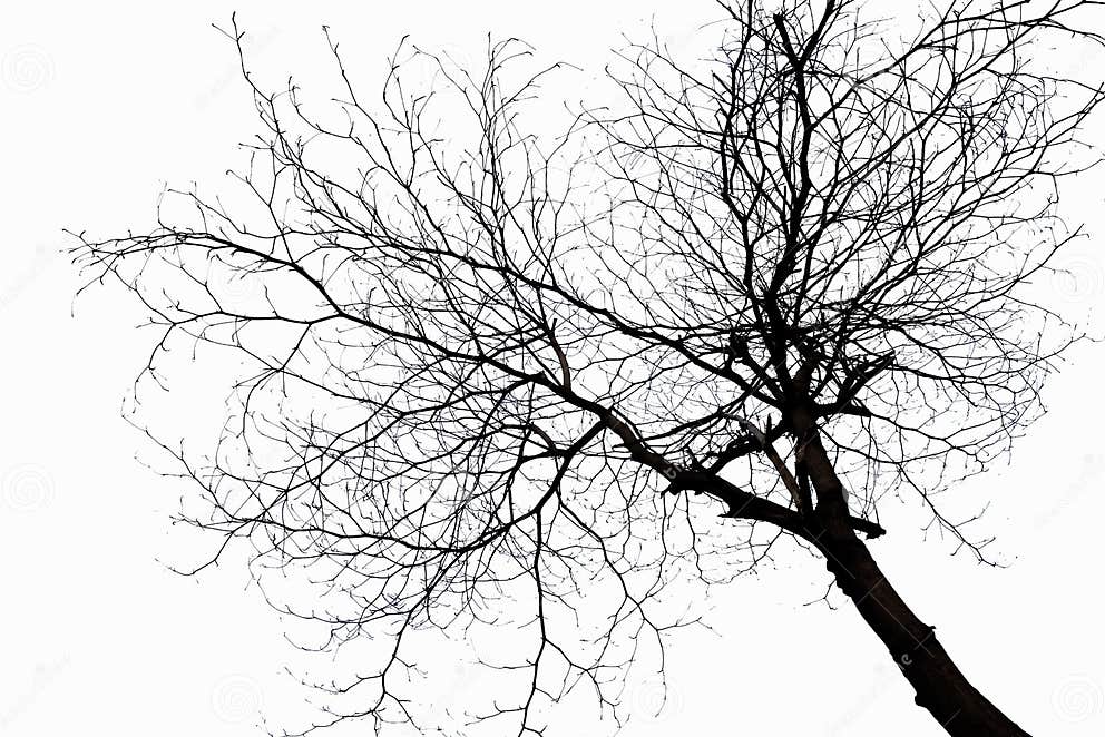 Structure De Branche D'arbre Et De Bois De La Mort Photo stock - Image ...