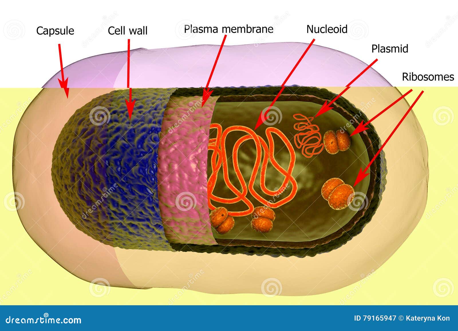 Structure De Cellule Bactérienne Illustration Stock - Illustration du ...