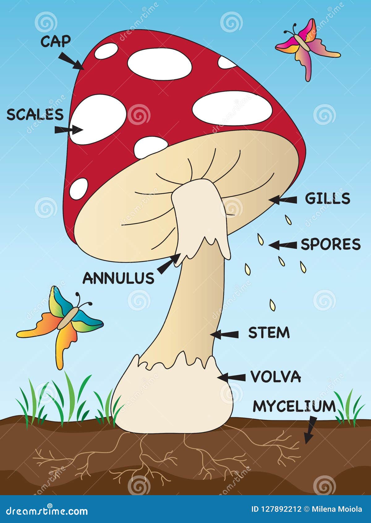 Structure De Champignon Pour L'école Illustration Stock - Illustration ...