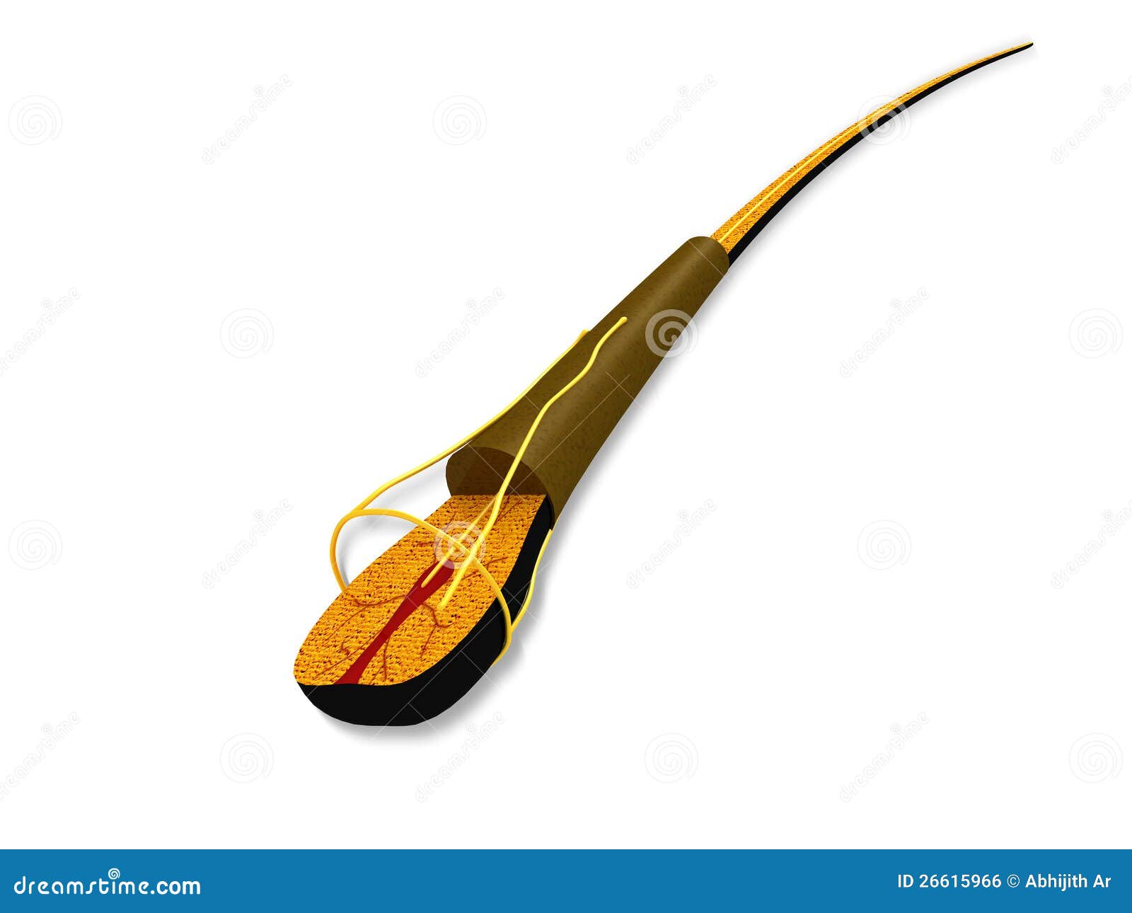 Structure De Cheveux Humains Illustration Stock - Illustration du ...