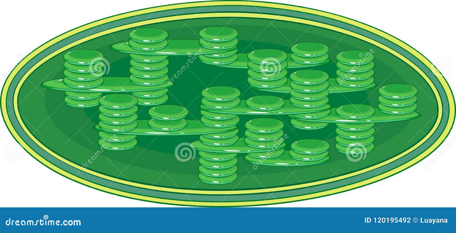Structure de chloroplaste illustration de vecteur. Illustration du ...