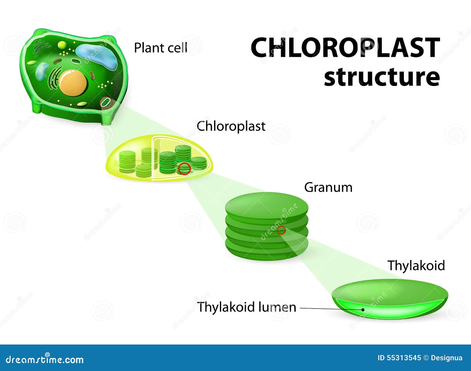 Chloroplaste
