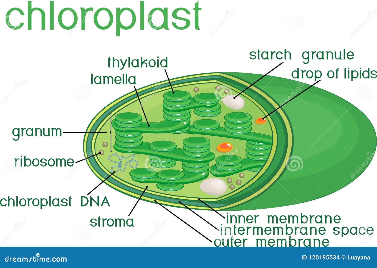 Structure De Chloroplaste Avec Des Titres Illustration de Vecteur ...