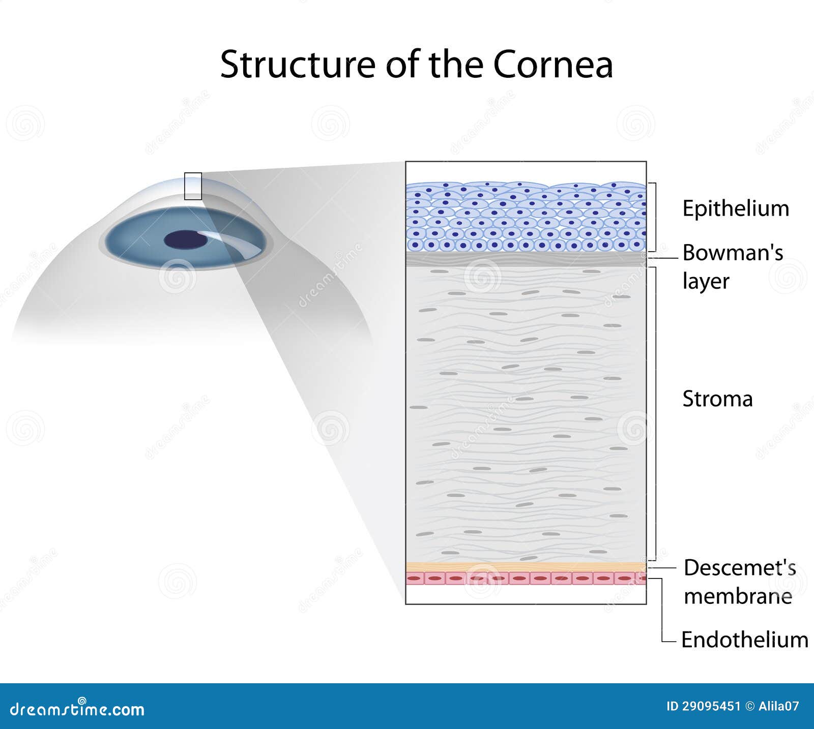 Structure De Cornée Humaine Illustration de Vecteur - Illustration du ...