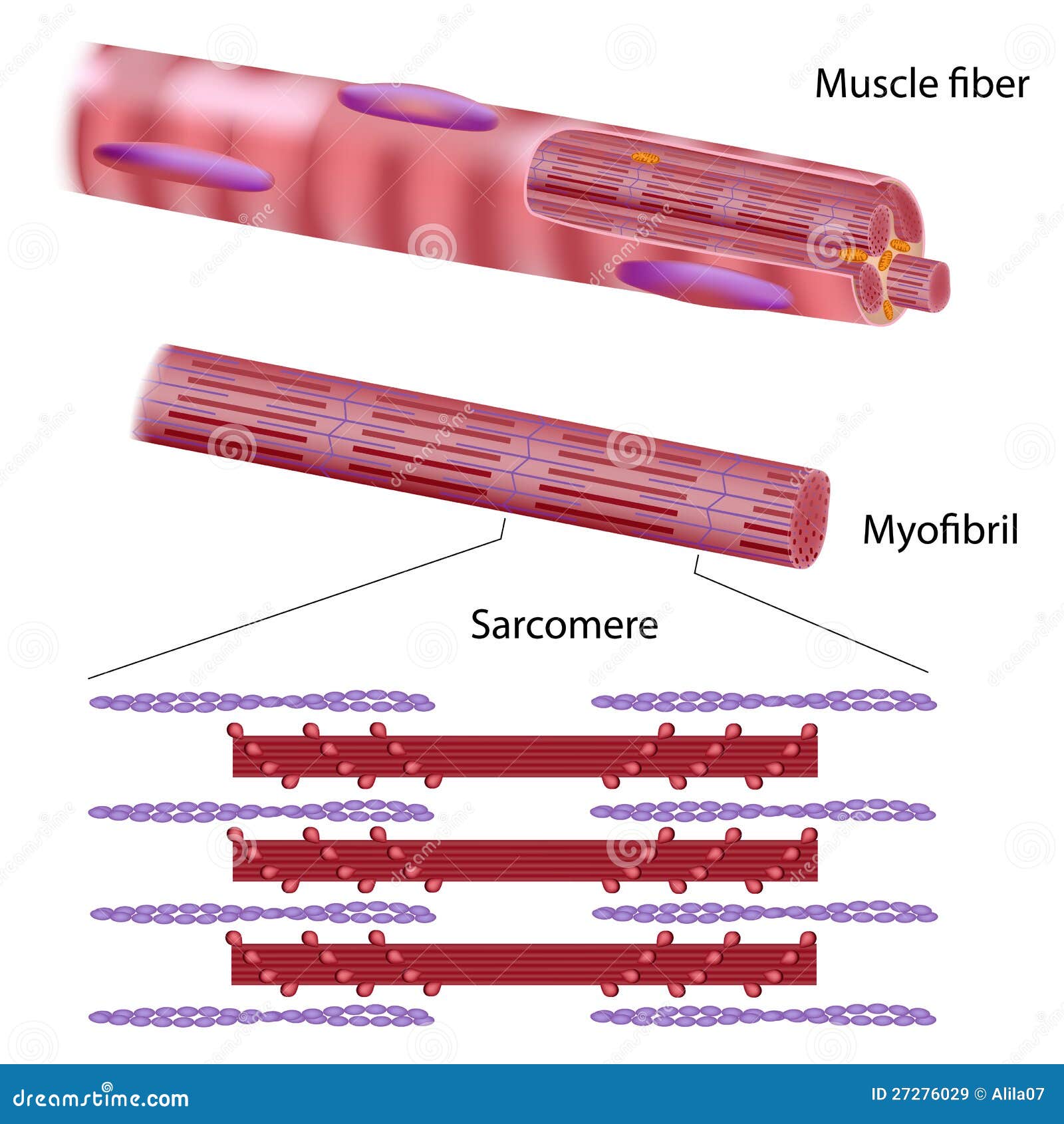 Structure De Fibre Musculaire Squelettique Illustration De Vecteur Illustration Du Médical