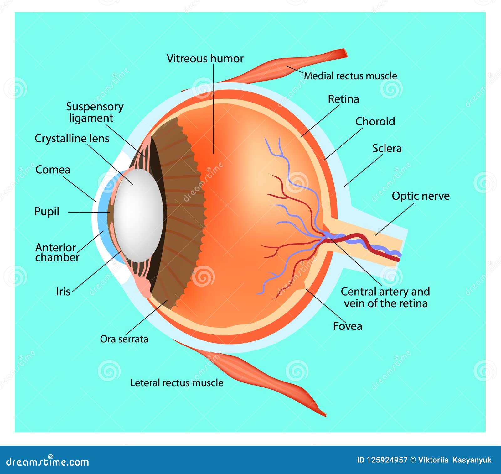 Structure De L'oeil Oeil Humain Illustration de Vecteur - Illustration ...