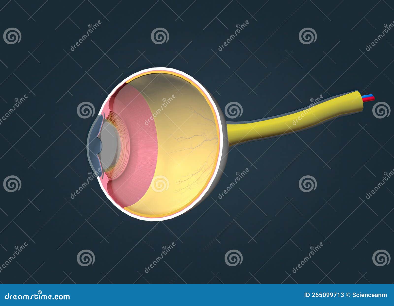 Structure De L'oeil Humain Et Anatomie De La Vision Illustration Stock ...