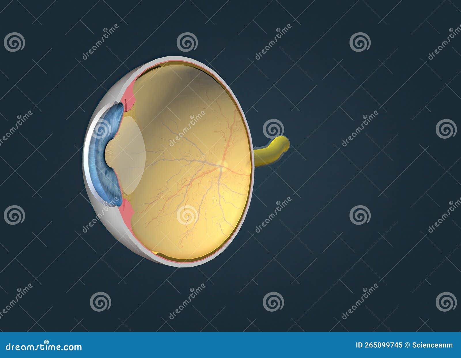 Structure De L'oeil Humain Et Anatomie De La Vision Illustration Stock ...