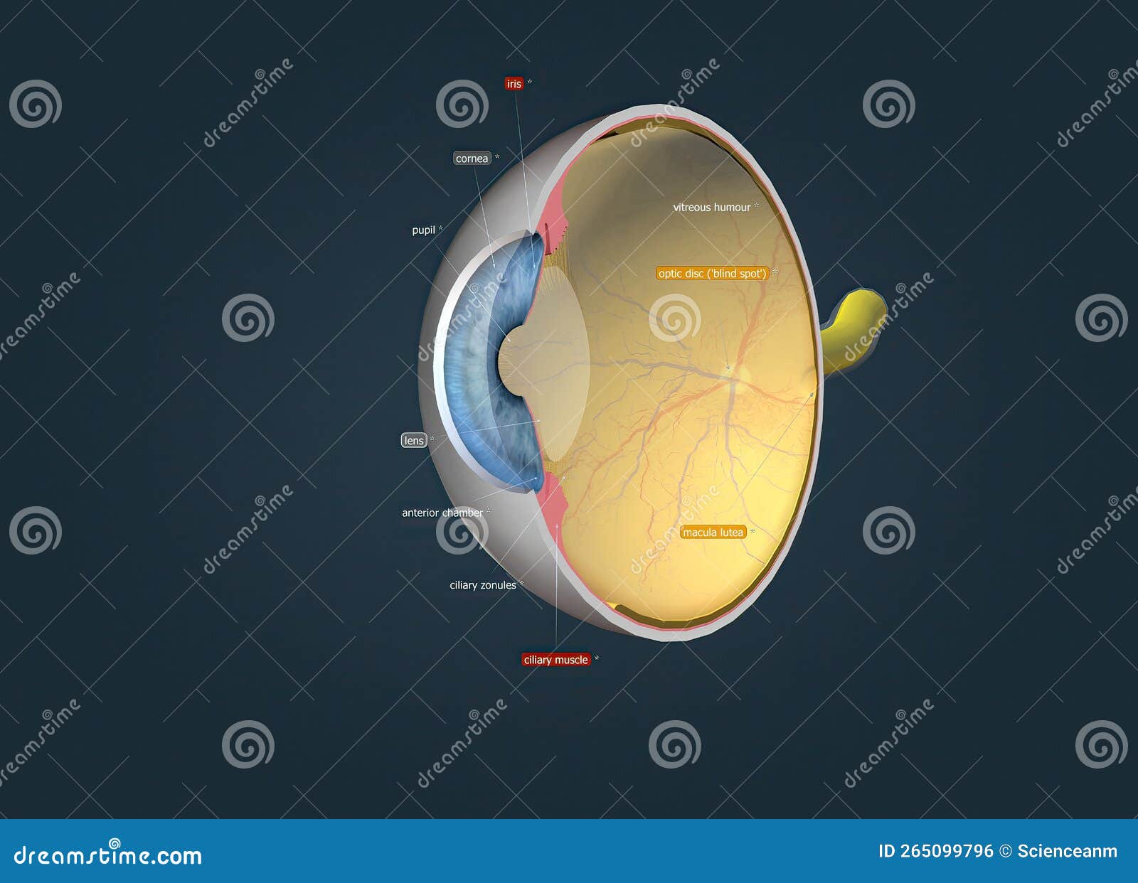 Structure De L'oeil Humain Et Anatomie De La Vision Illustration Stock ...