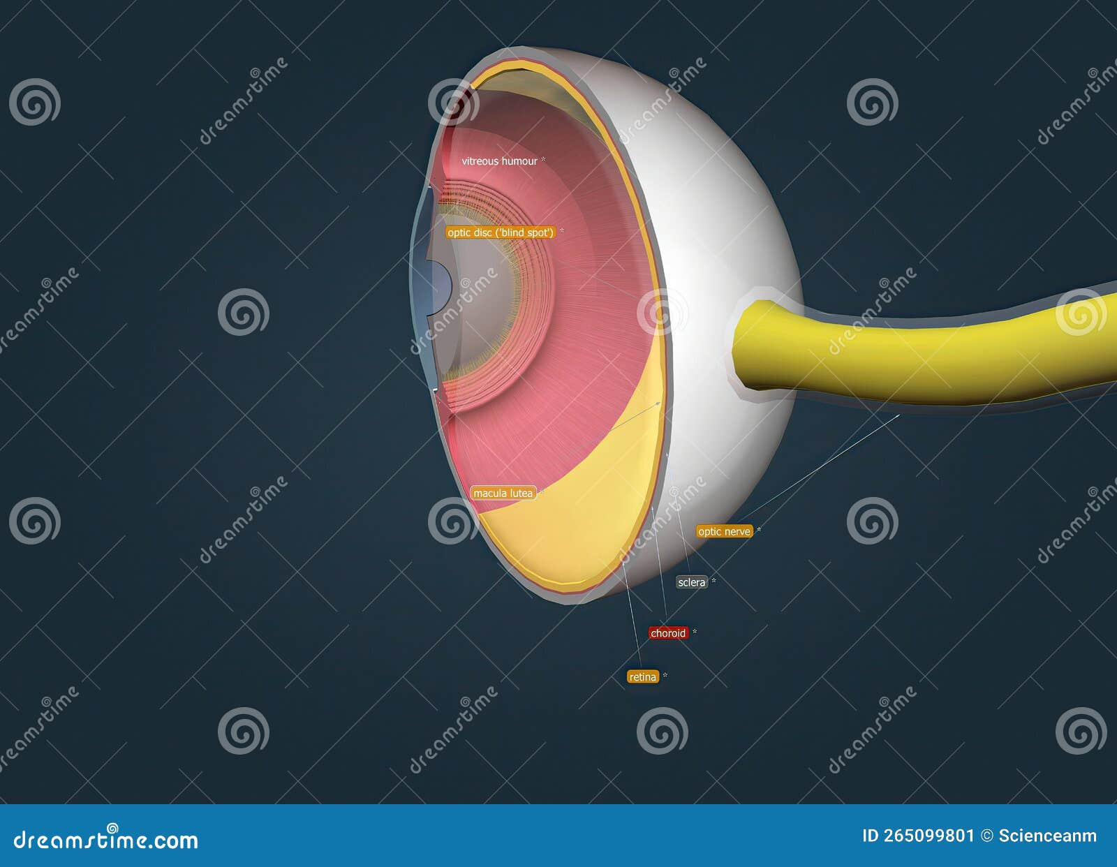 Structure De L'oeil Humain Et Anatomie De La Vision Illustration Stock ...