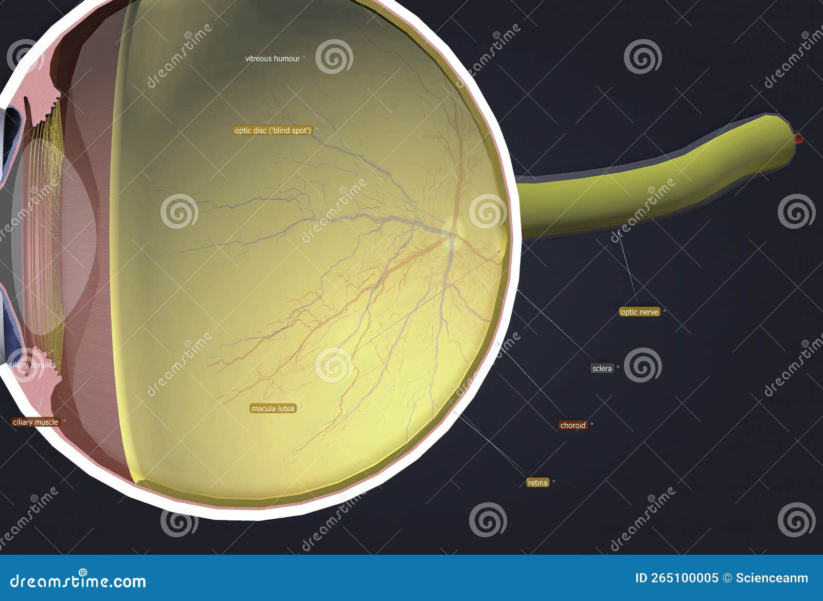 Structure De L'oeil Humain Et Anatomie De La Vision Illustration Stock ...