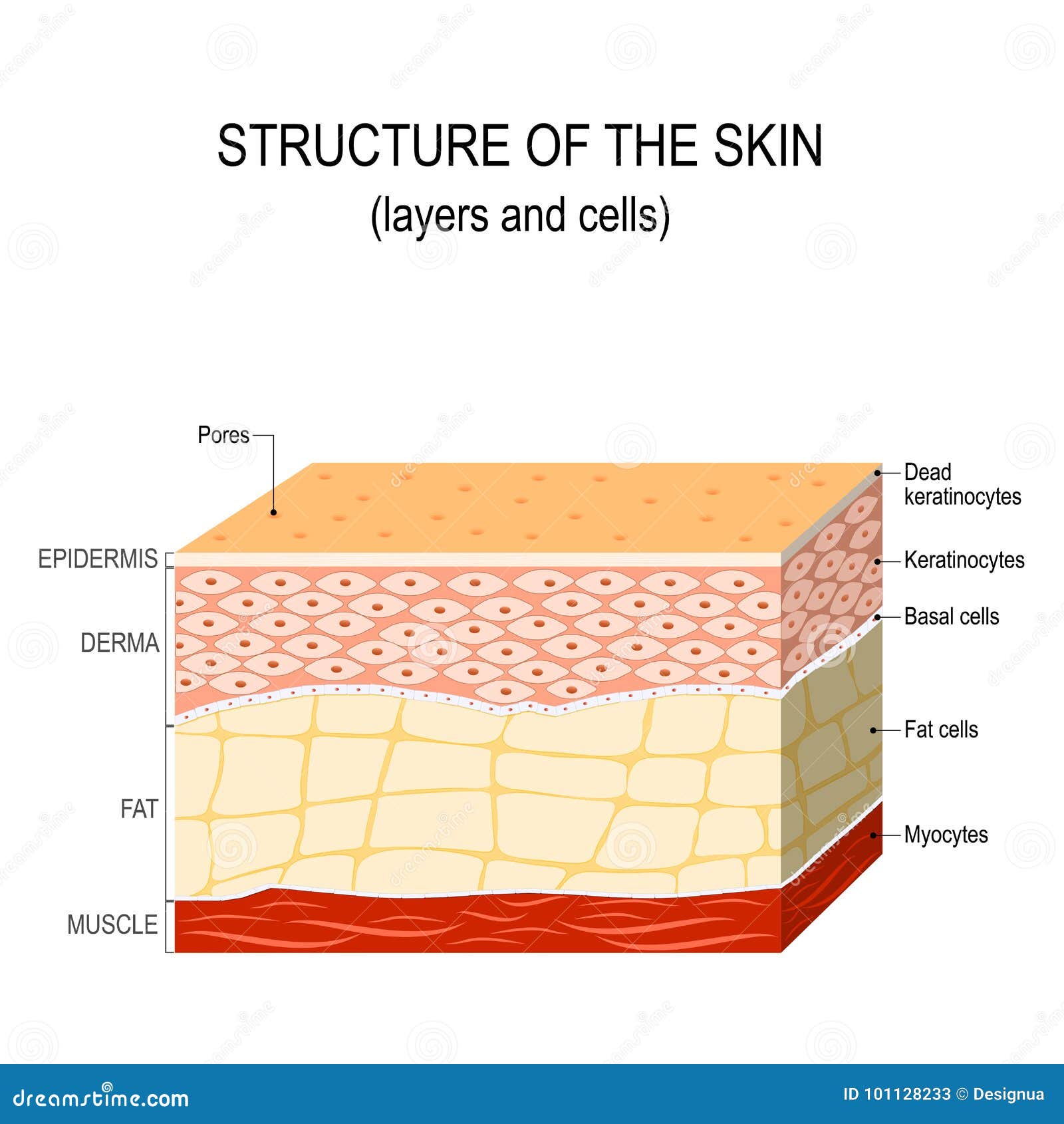 Structure De La Peau Humaine Illustration de Vecteur - Illustration du ...