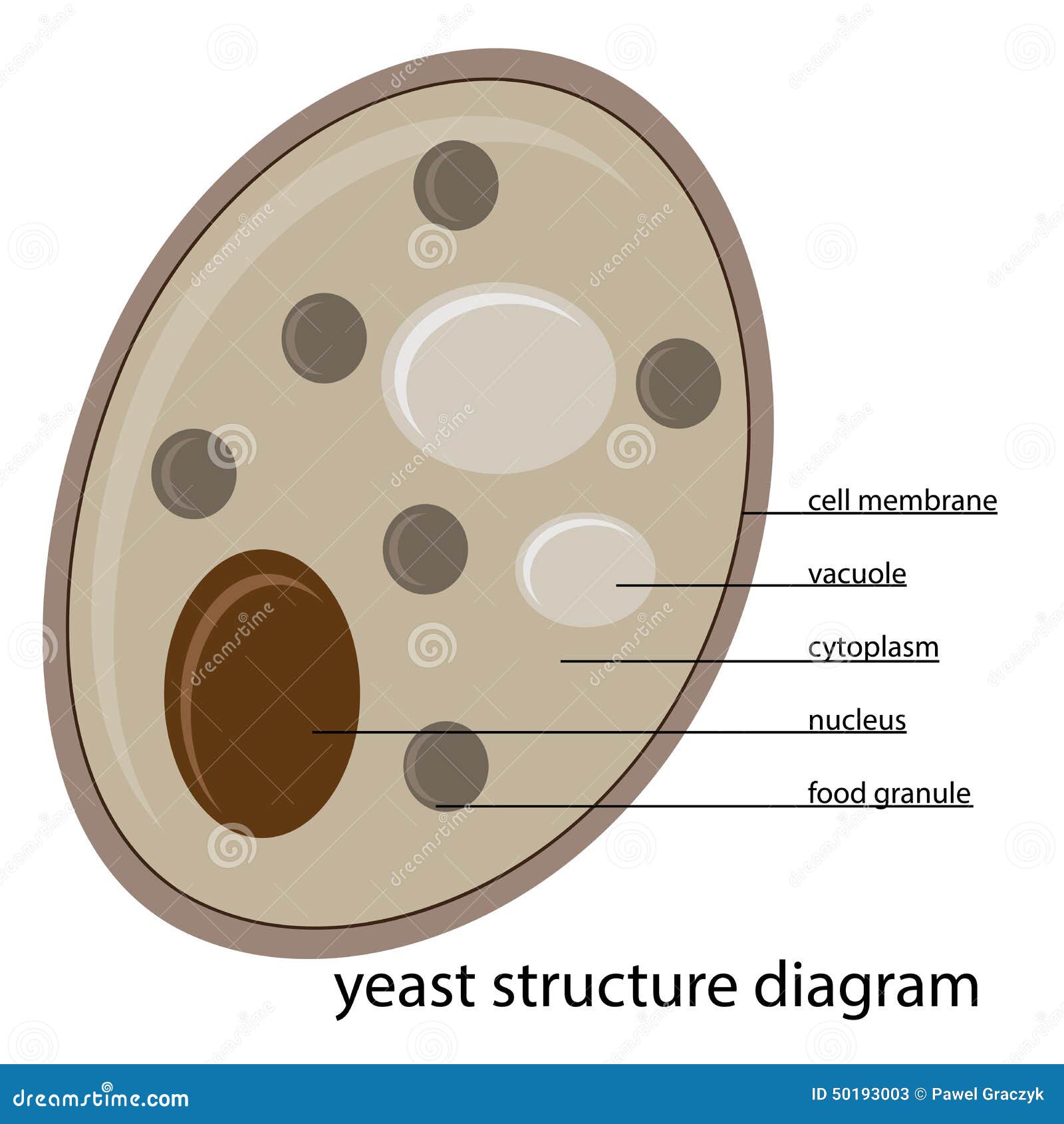 Structure De Levure De Vecteur Illustration de Vecteur - Illustration ...