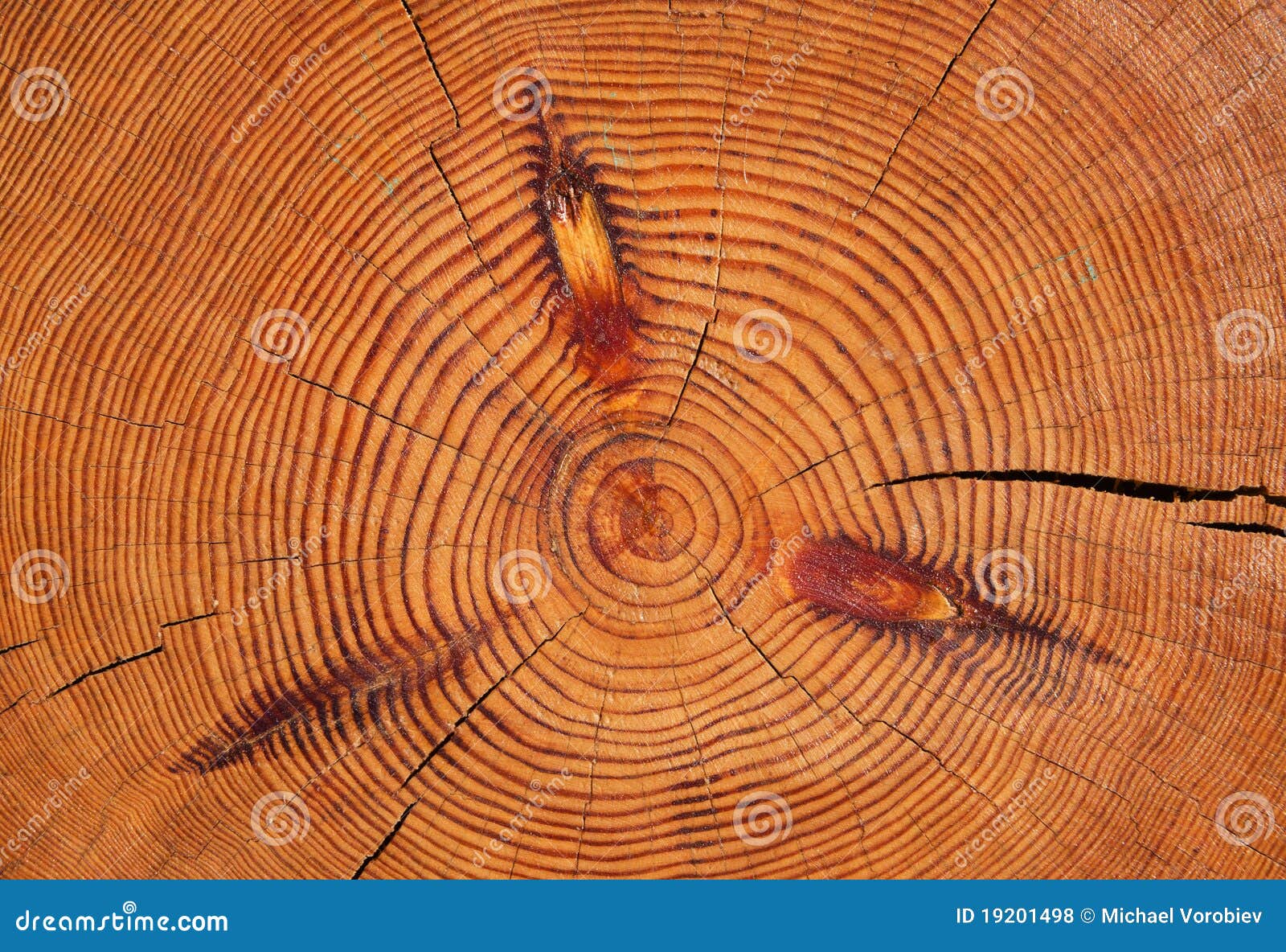 Structure De Logarithme Naturel Photo stock - Image du industrie, arbre: 19201498