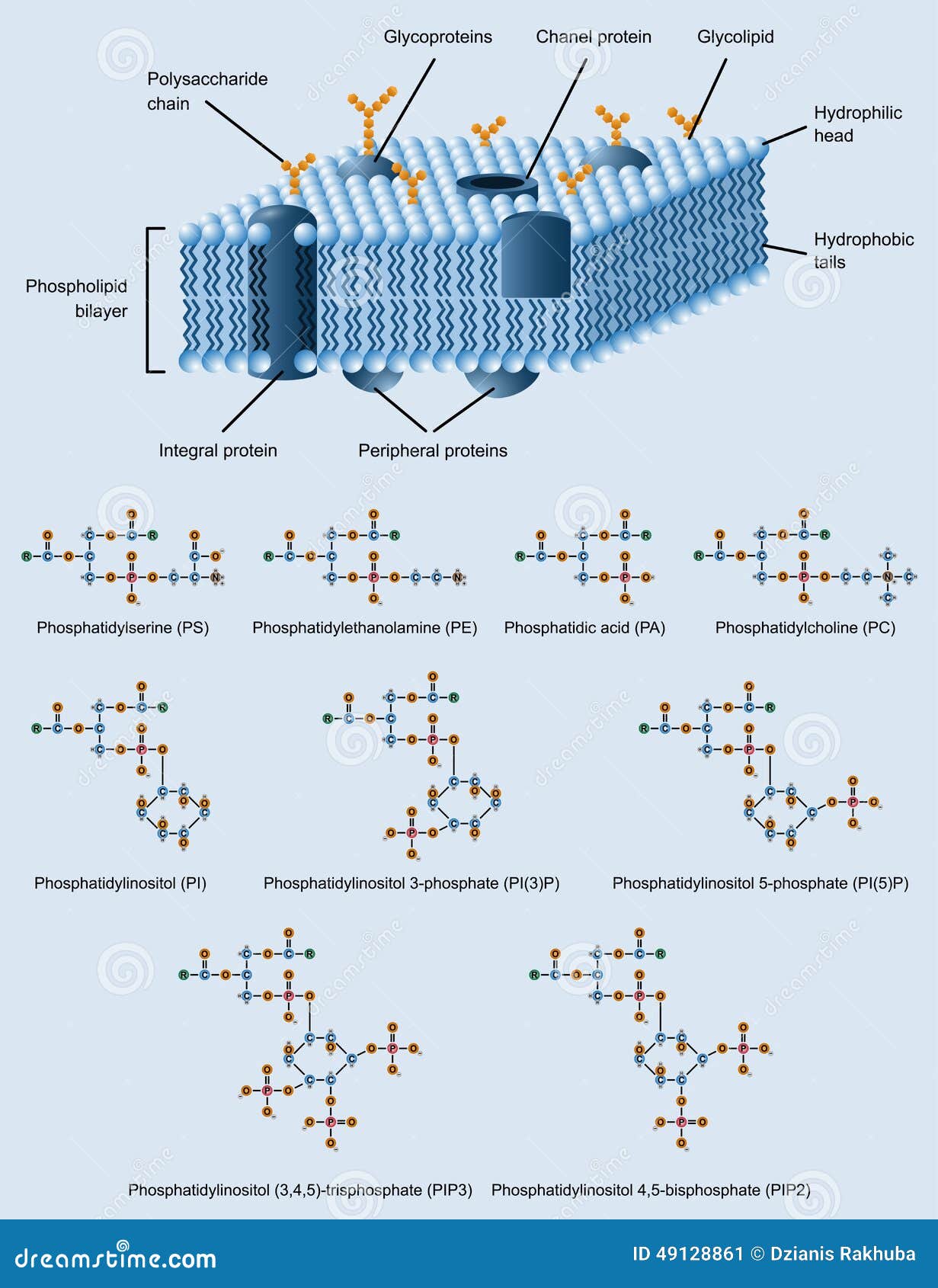 Structure de membrane illustration de vecteur. Illustration du canal ...