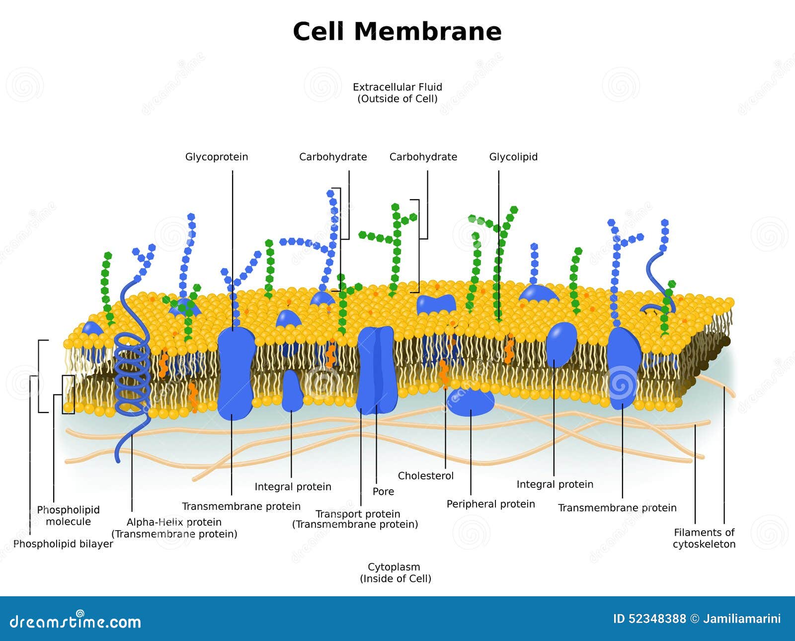 Structure De Membrane Cellulaire (membrane De Plasma) Illustration ...
