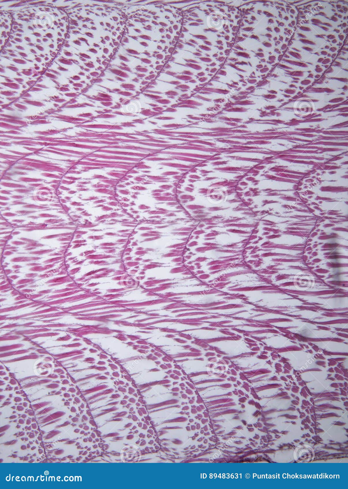 Structure De Muscle Des Poissons Image stock - Image du fuselage, boeuf ...