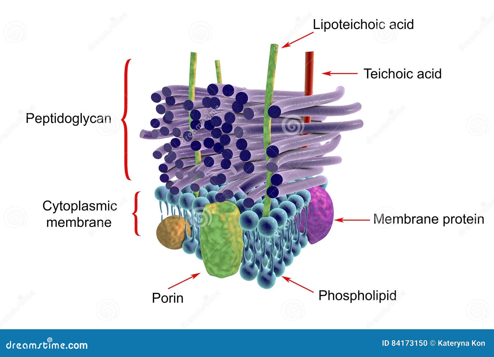 Structure De Paroi Cellulaire Grampositive De Bactéries Illustration ...